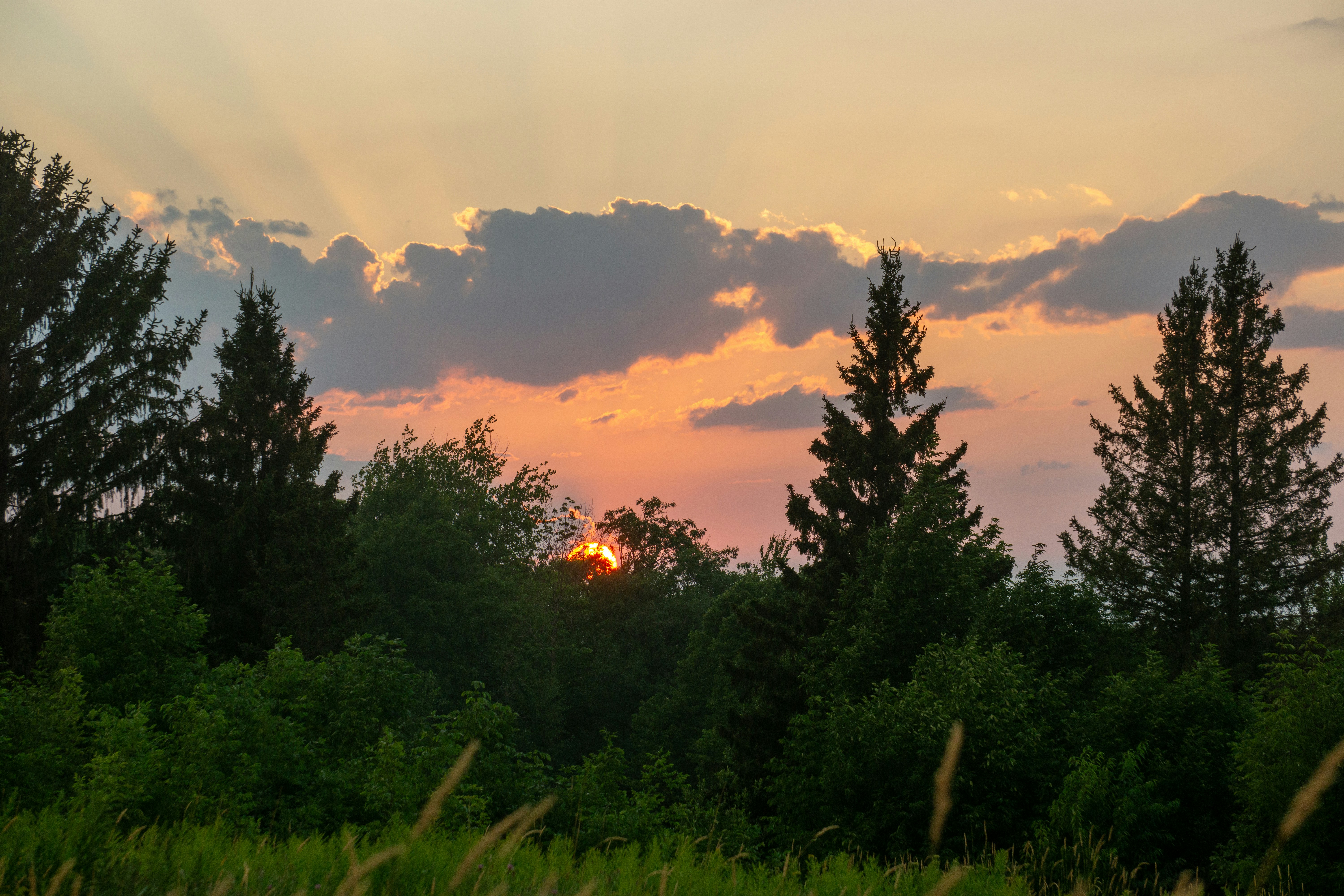 Sunset over a dense forest with tall trees silhouetted against a warm, orange sky.