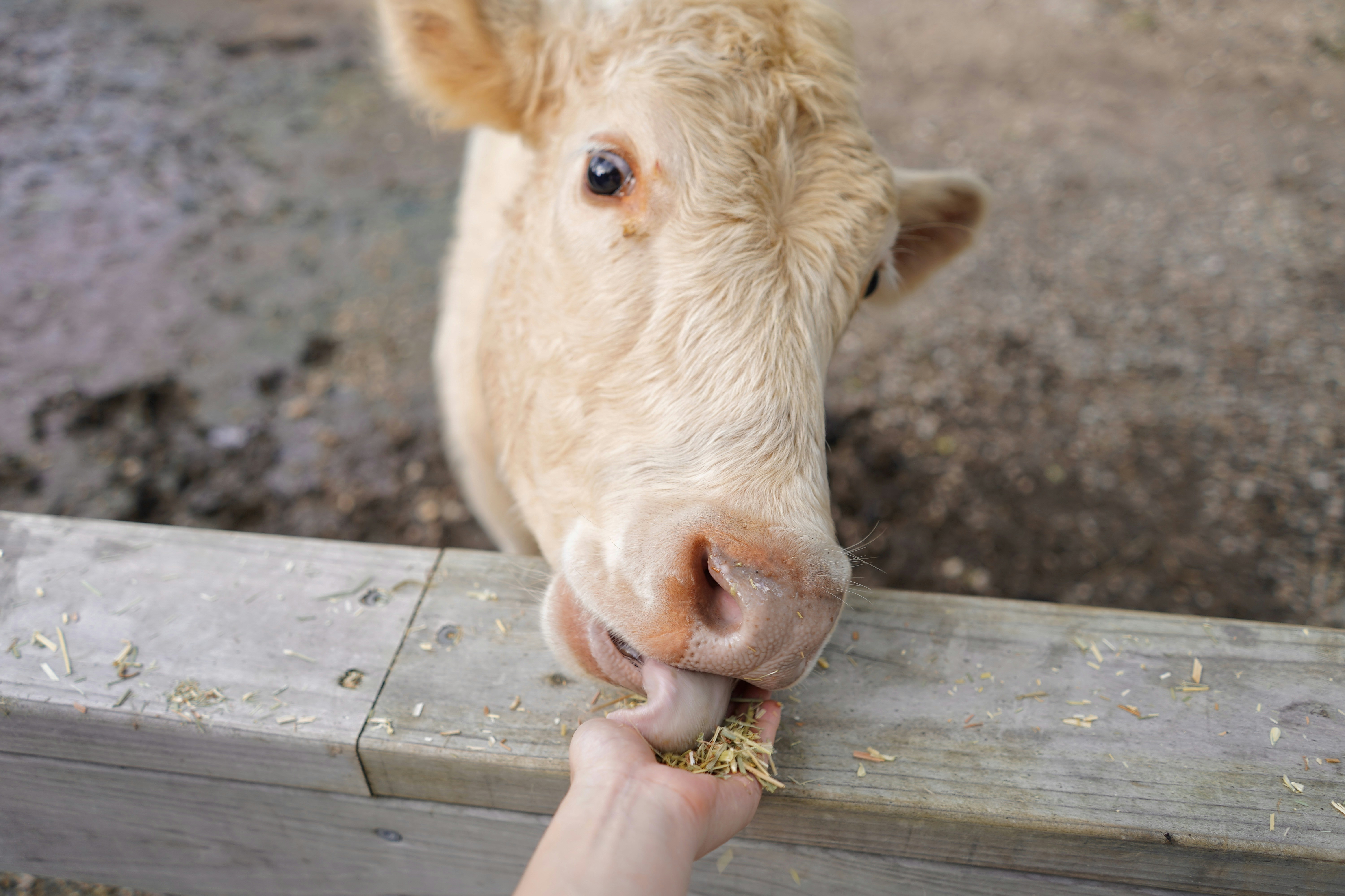 Gentle Grazing Moment: A Cow Accepts a Handful of Hay