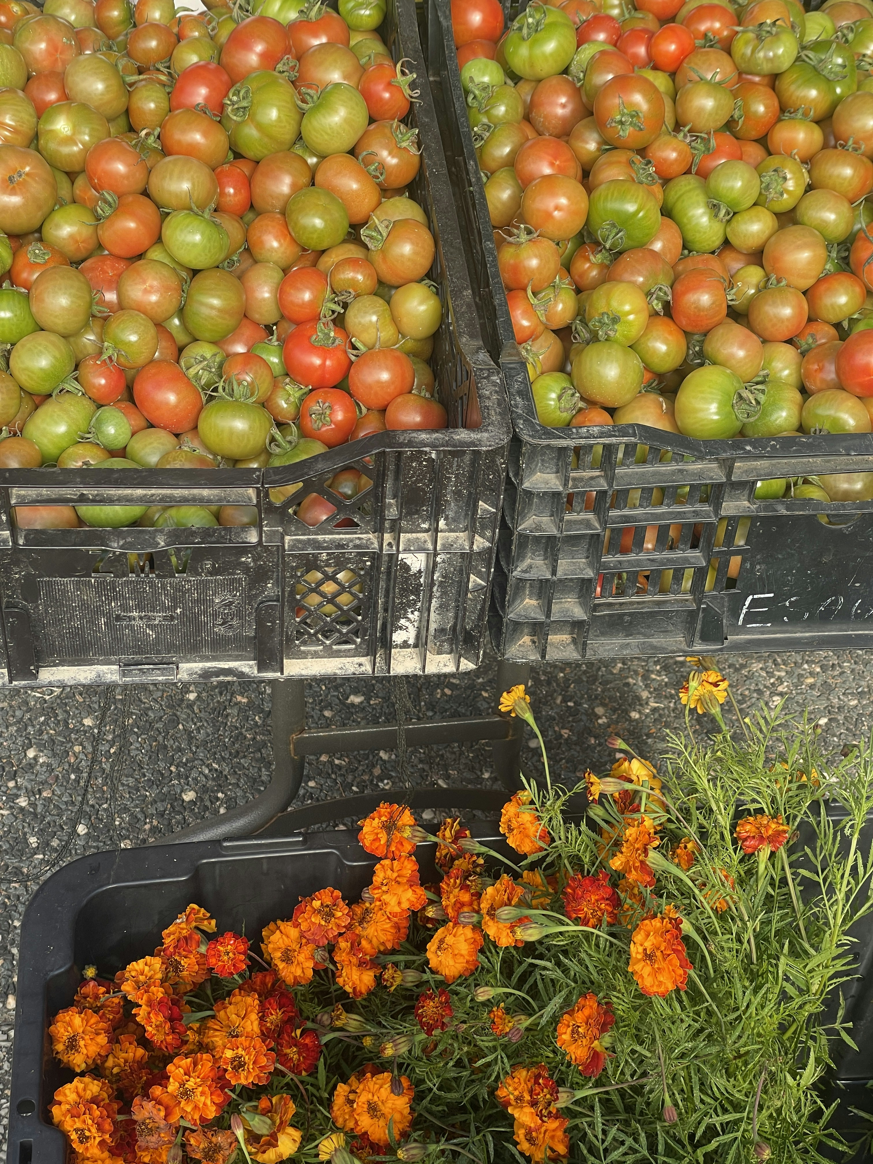 Crates of ripening tomatoes meet a bed of marigolds