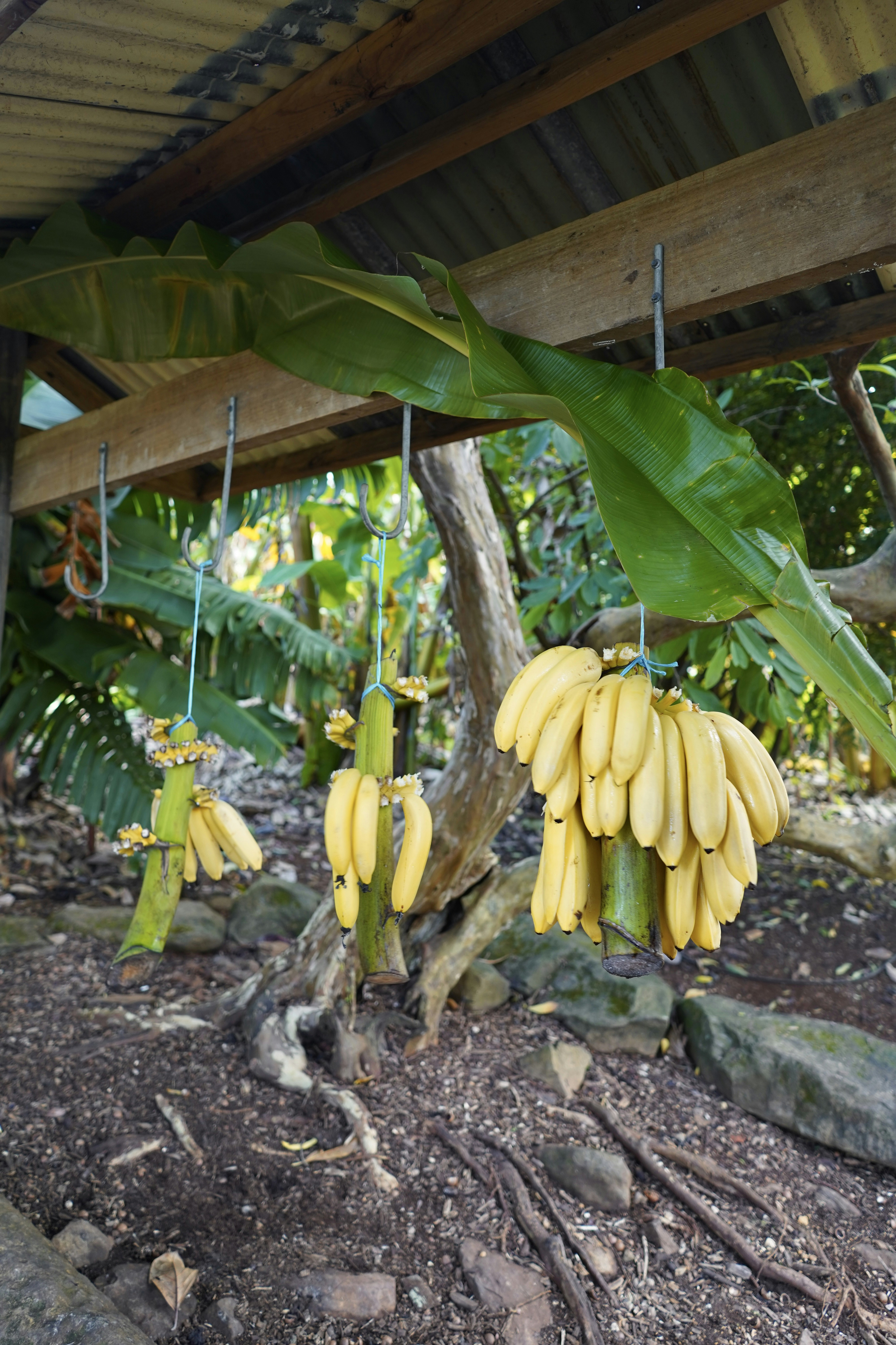 Banana Harvest Beneath a Wooden Shelter