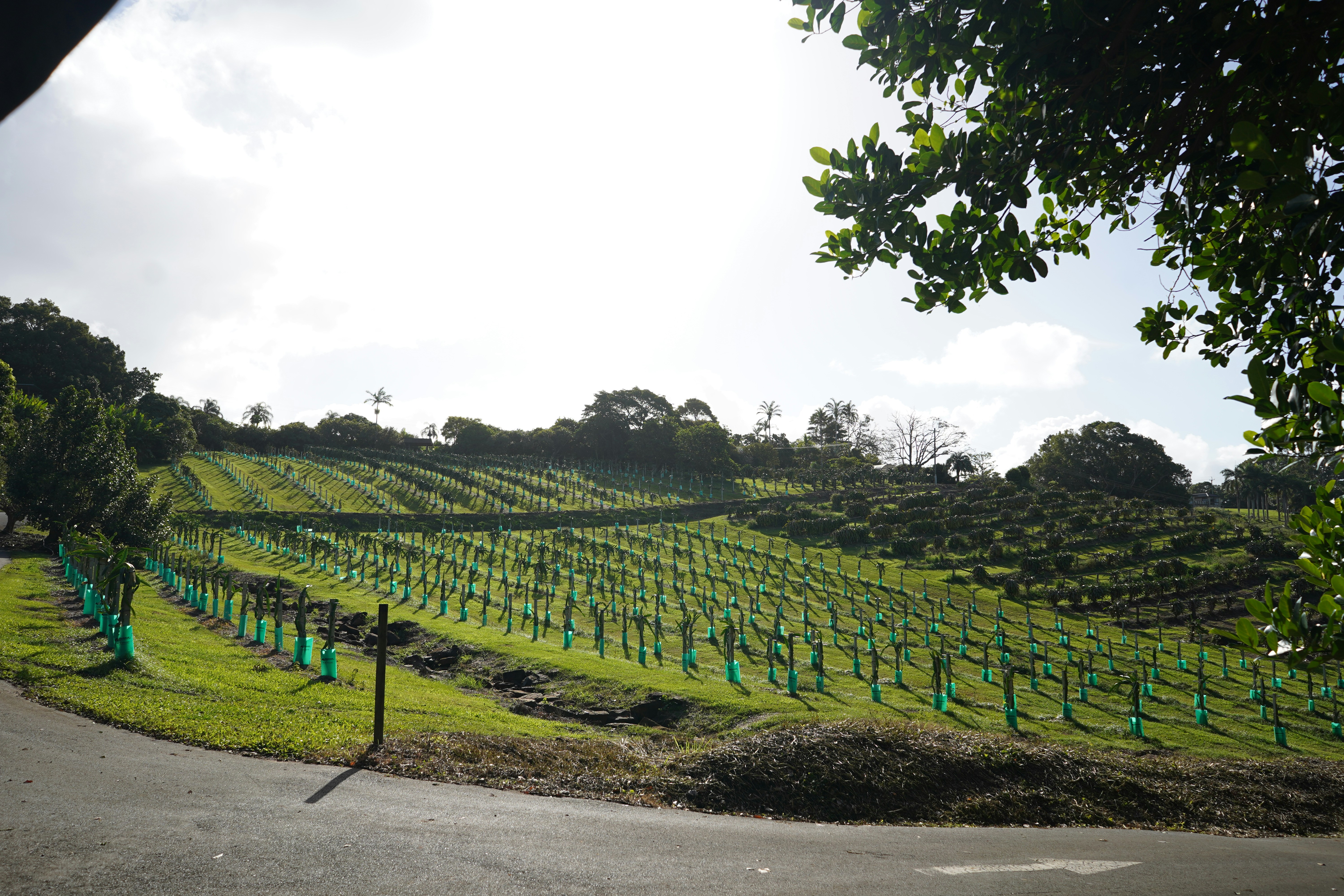 Green Rows on a Sloped Terrace