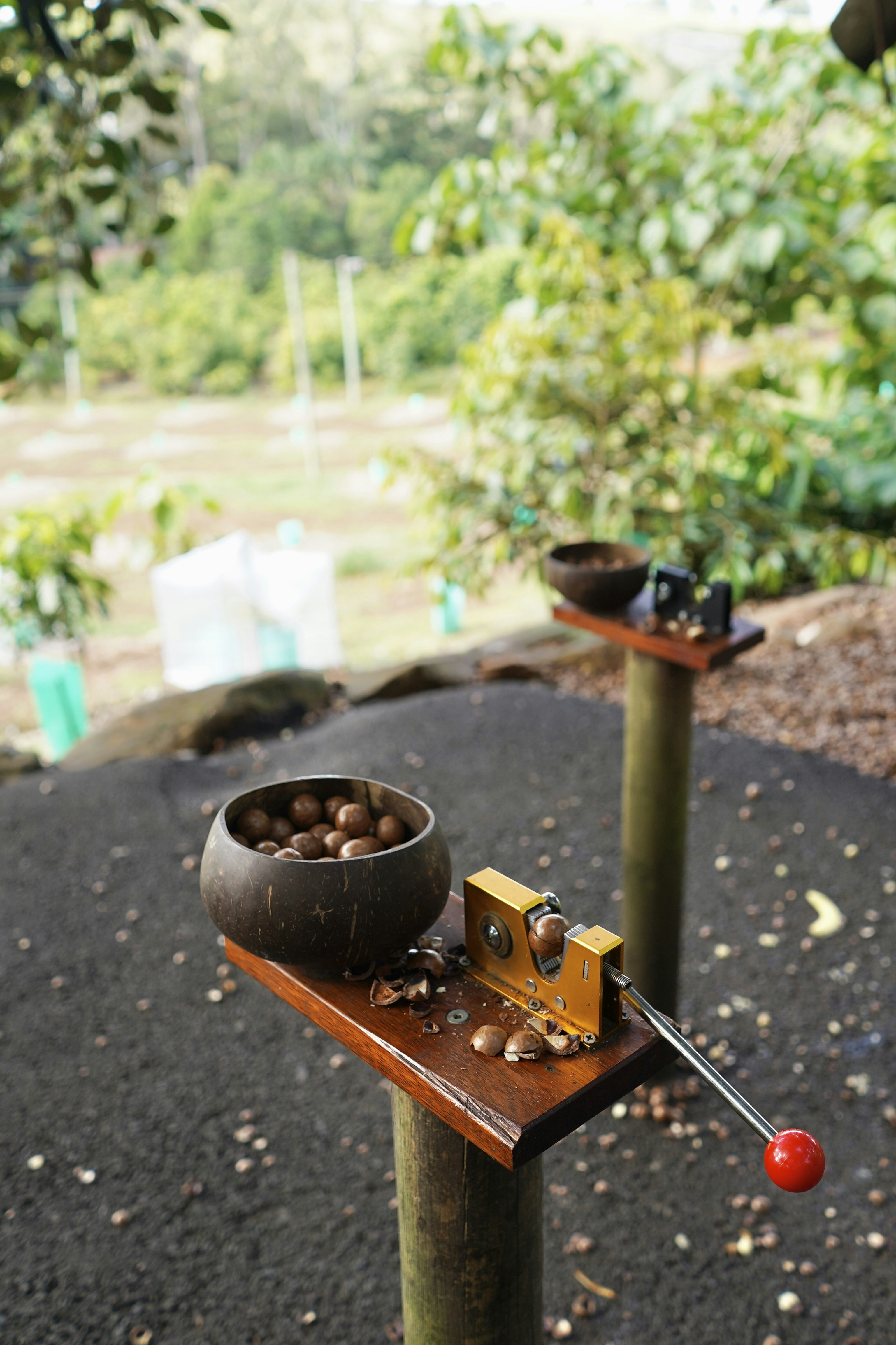 Hand-cranked bronze bowl of cacao nuts under a rustic lever press in a sunlit garden