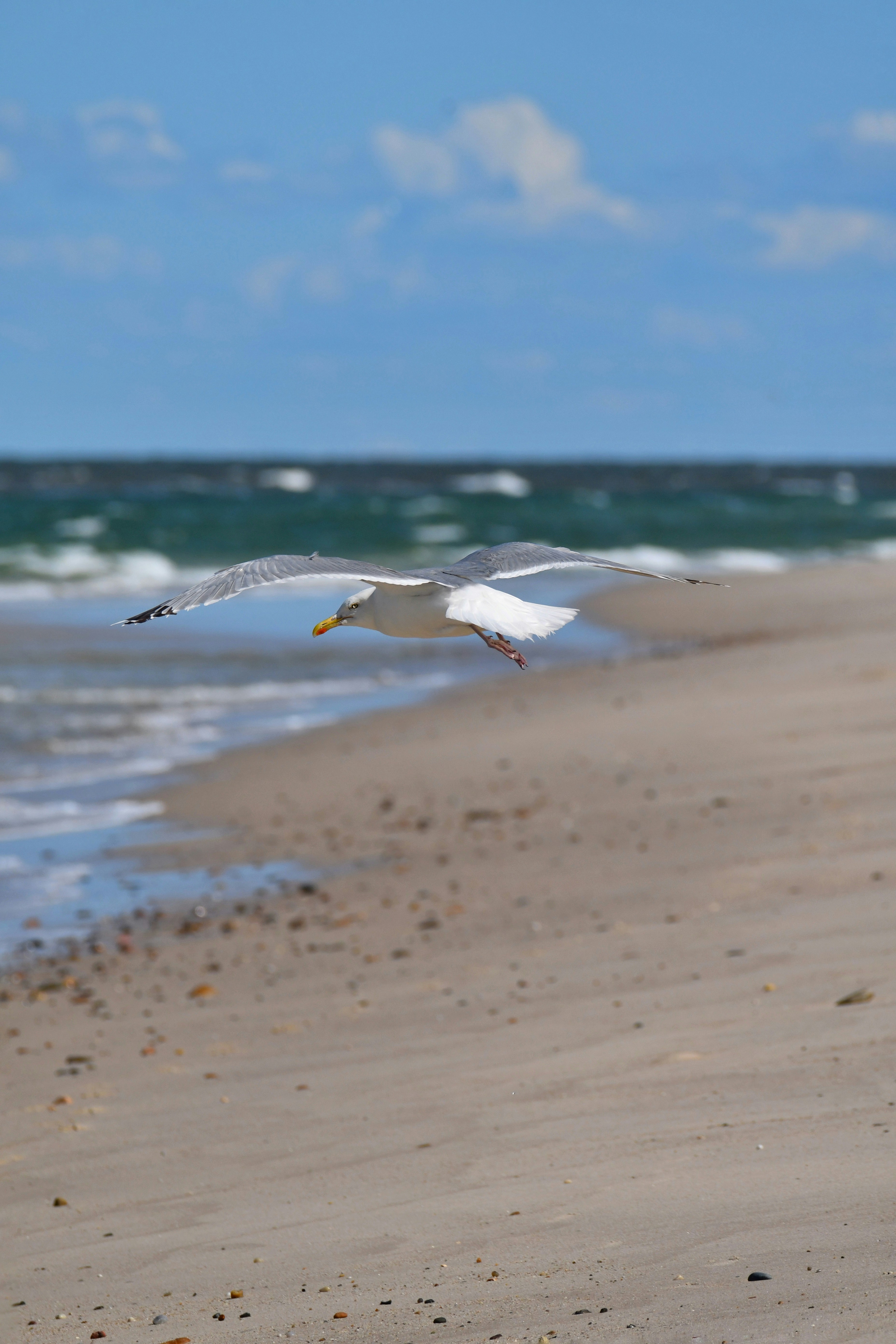 Winged Seabird in Focus Over a Coastal Drift