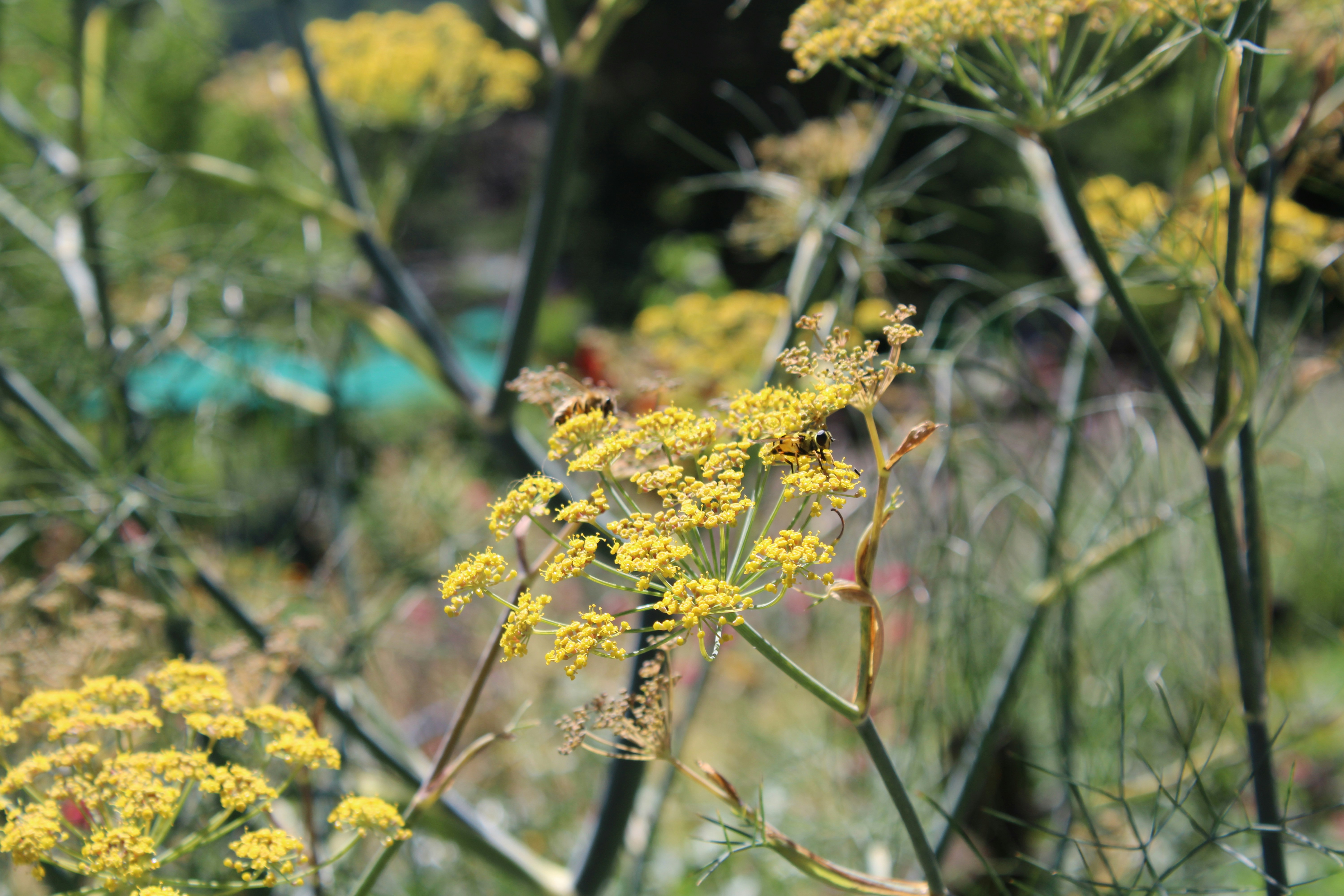 Golden Sprigs in a Quiet Garden Glade