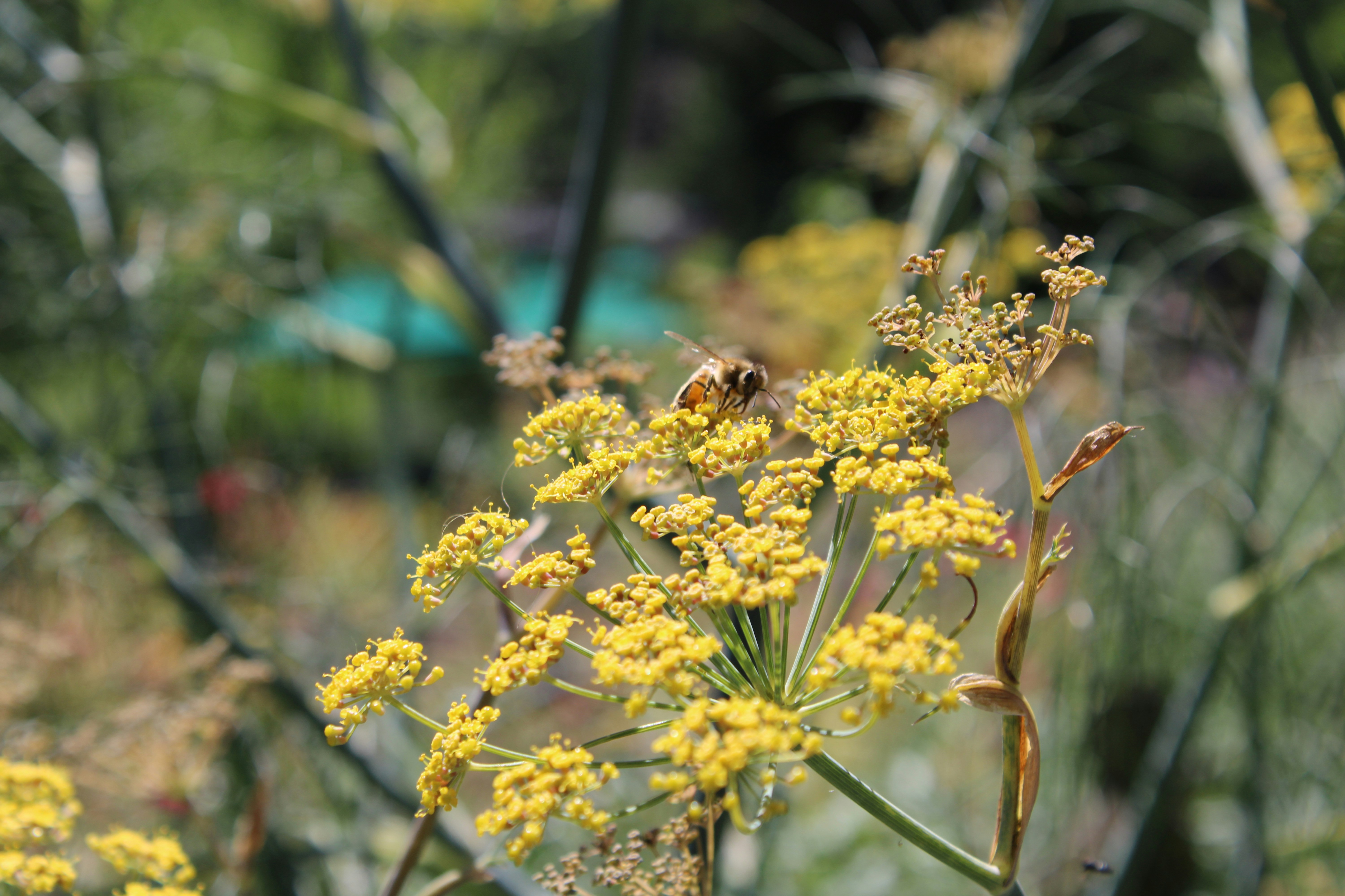 Bee on Yellow Umbellifers: A Moment of Busy Pollination