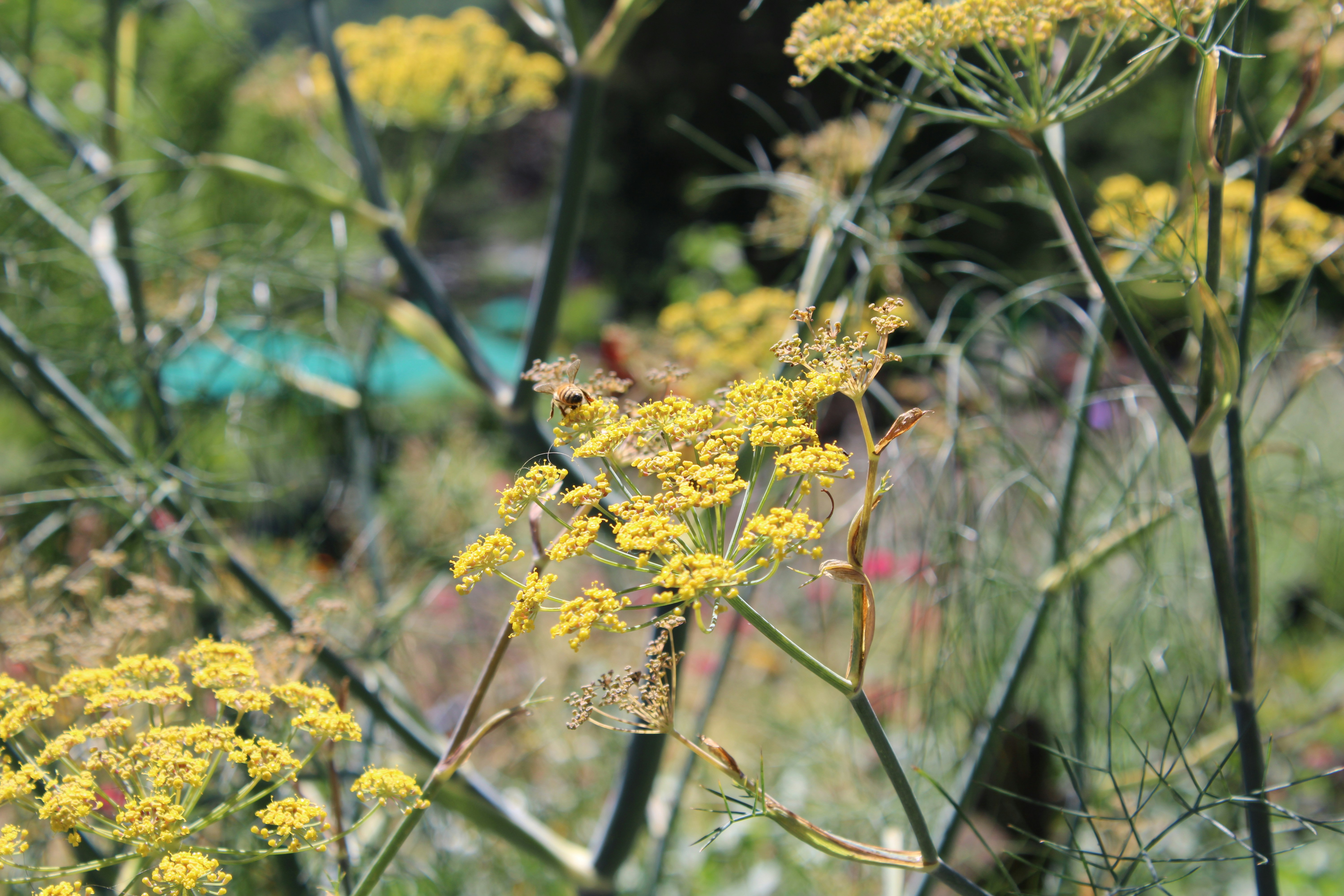 Golden Umbels in a Quiet Garden Moment