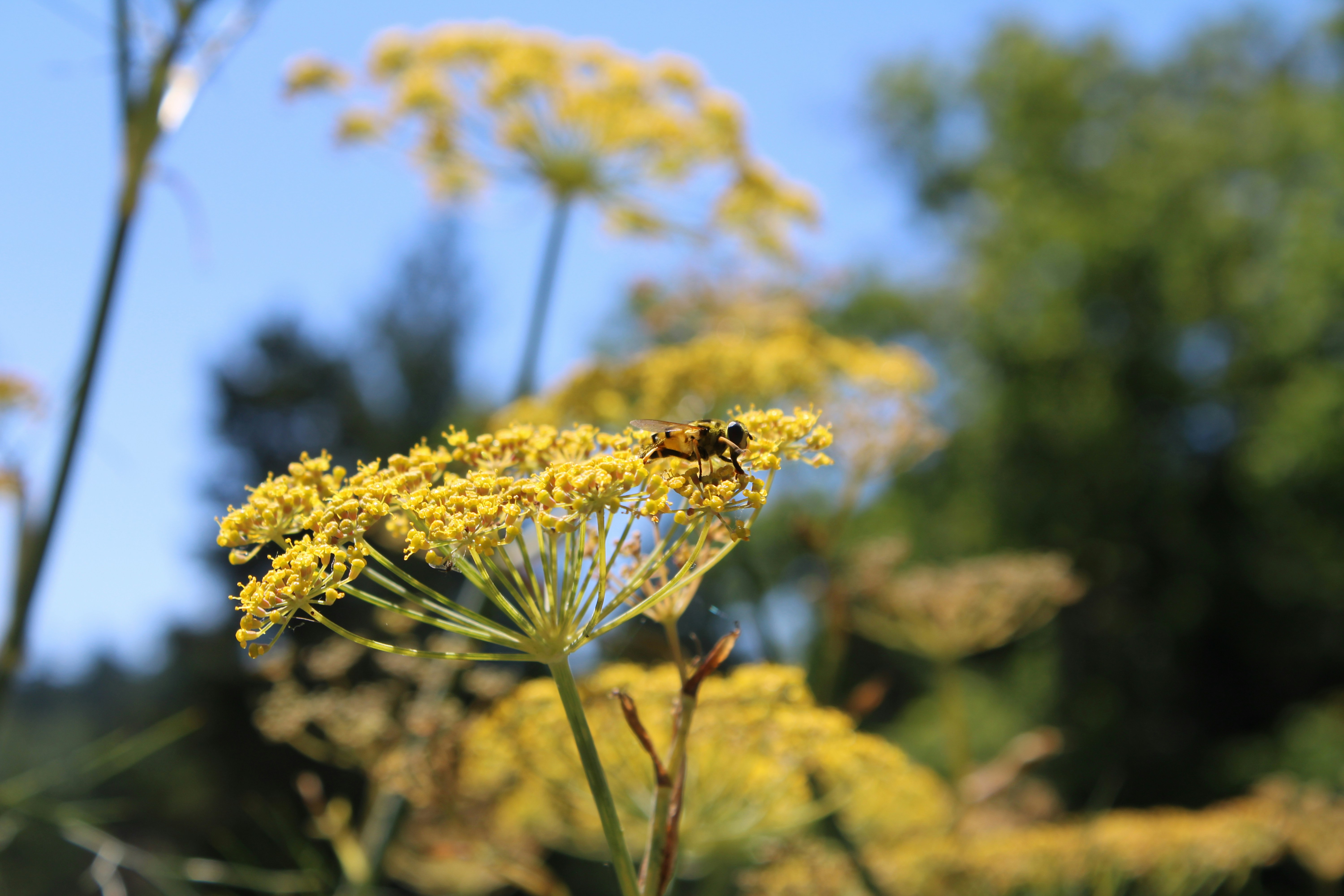 Golden Umbrella: A Queen Anne’s Lace in Focus