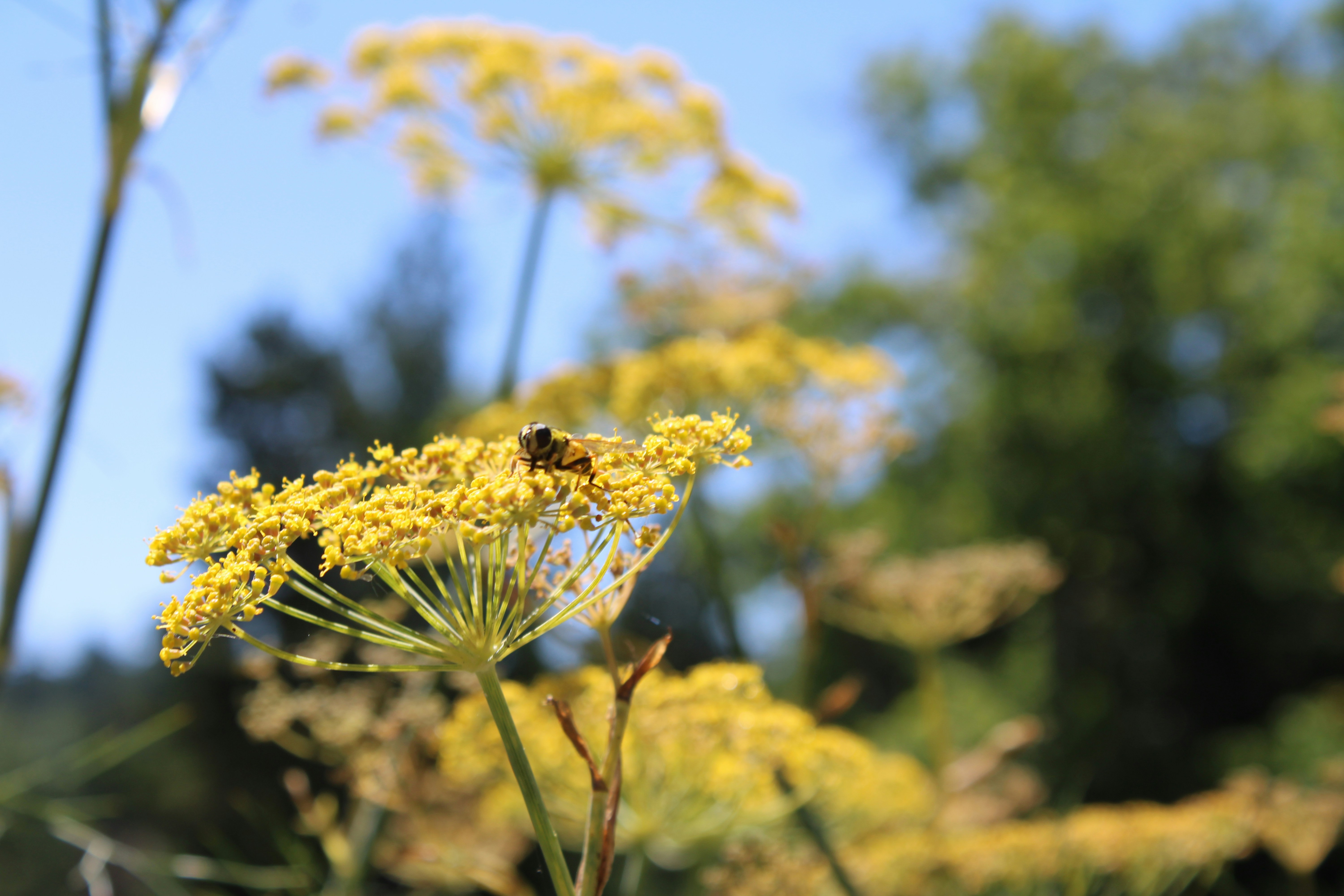 Bee on the Lantana Bloom: Golden Umbrellas in Soft Focus