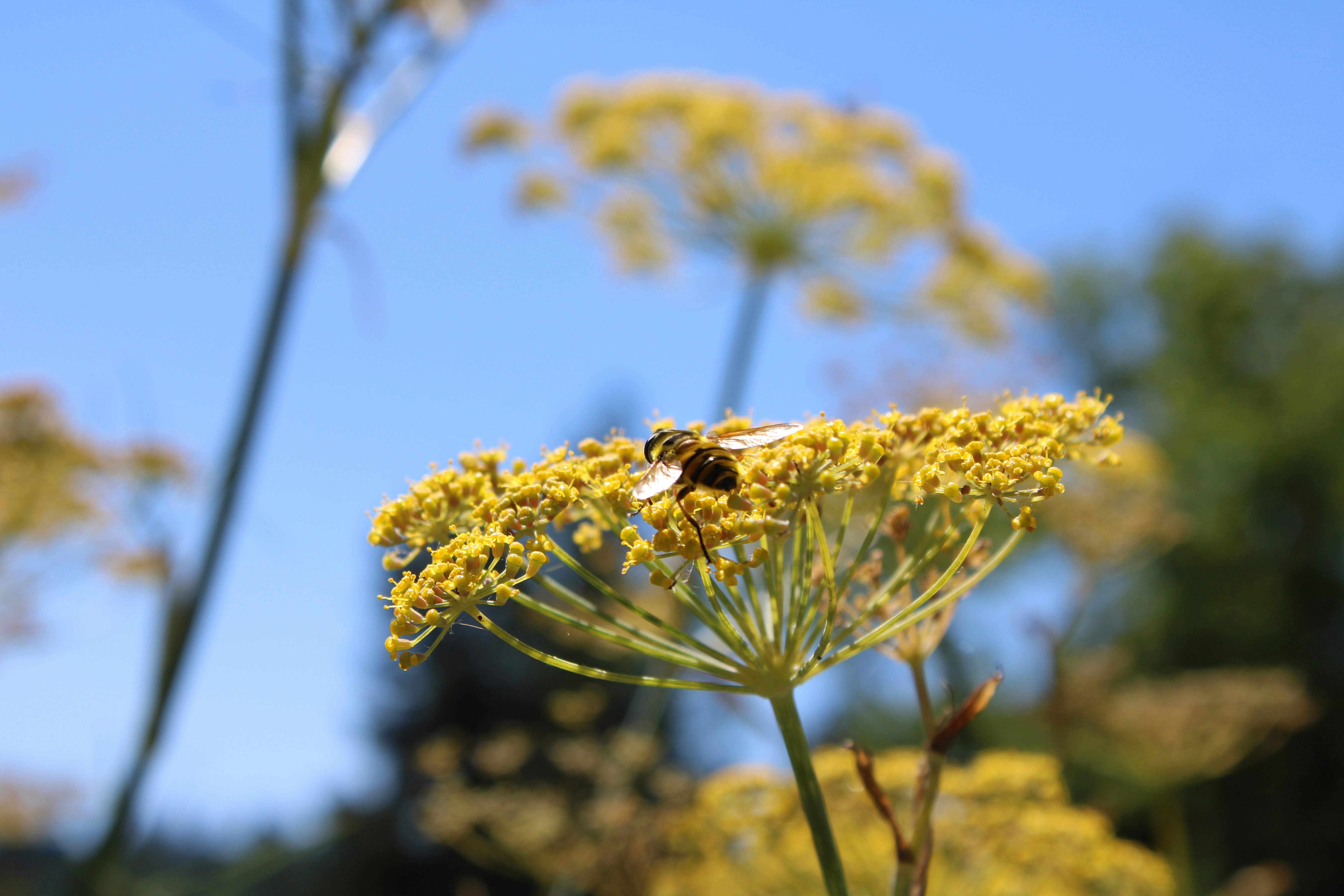 Bee on Queen Anne’s Lace: A Moment of Micro-Detail in Summer Light