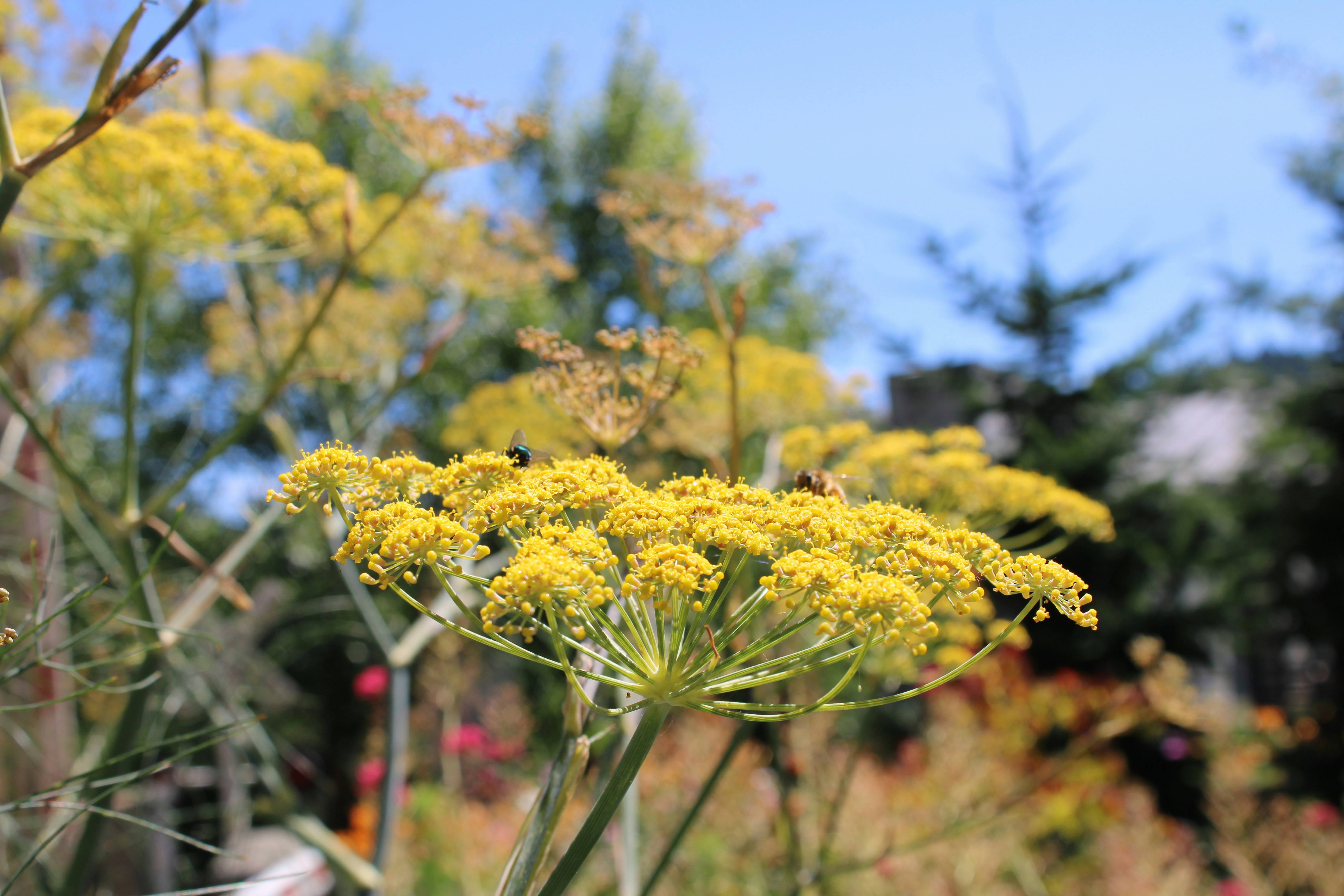 Sunlit Queen Anne’s Lace: Central Cluster in a Blooming Garden