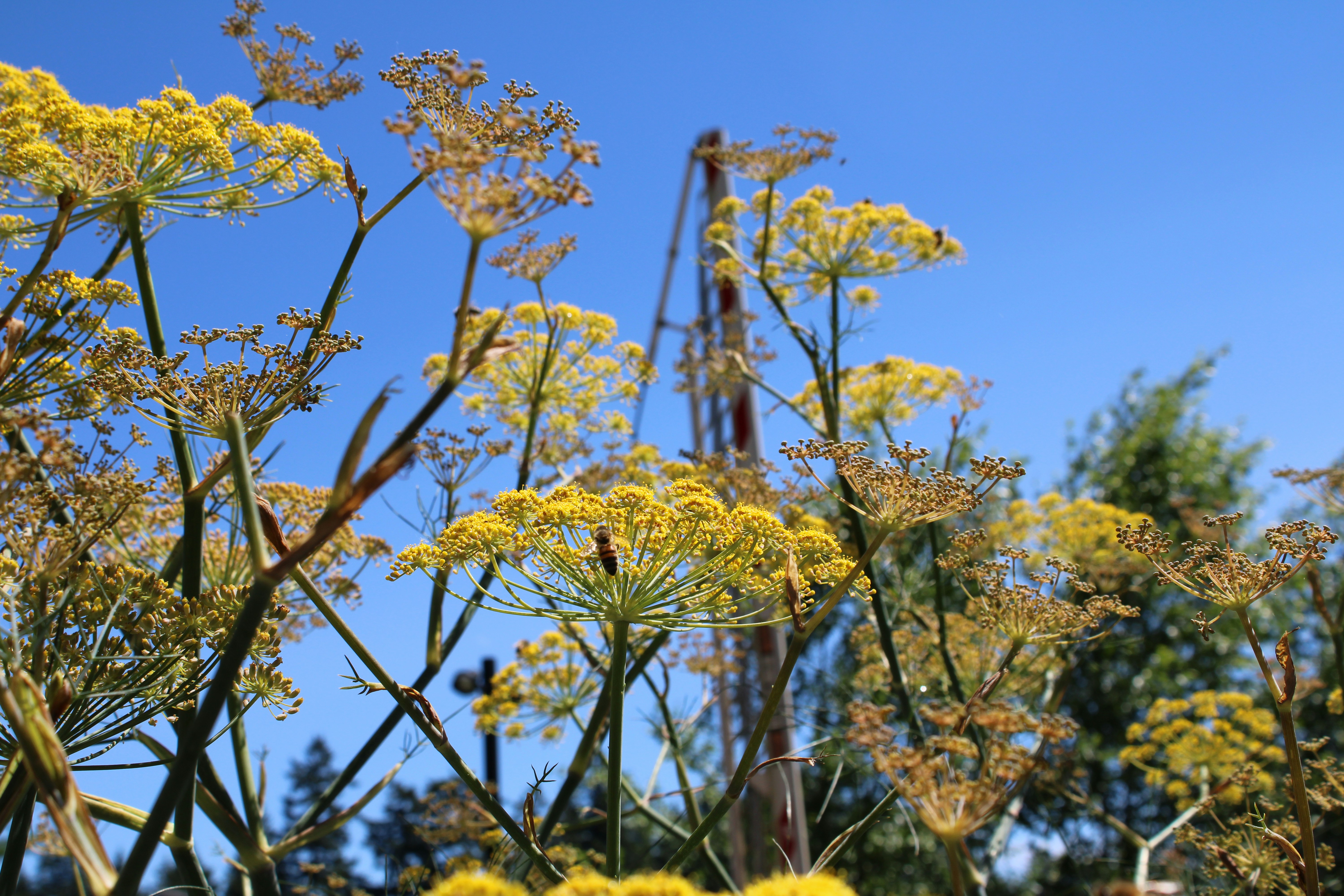 Golden Umbrellas Against a Clear Blue Sky