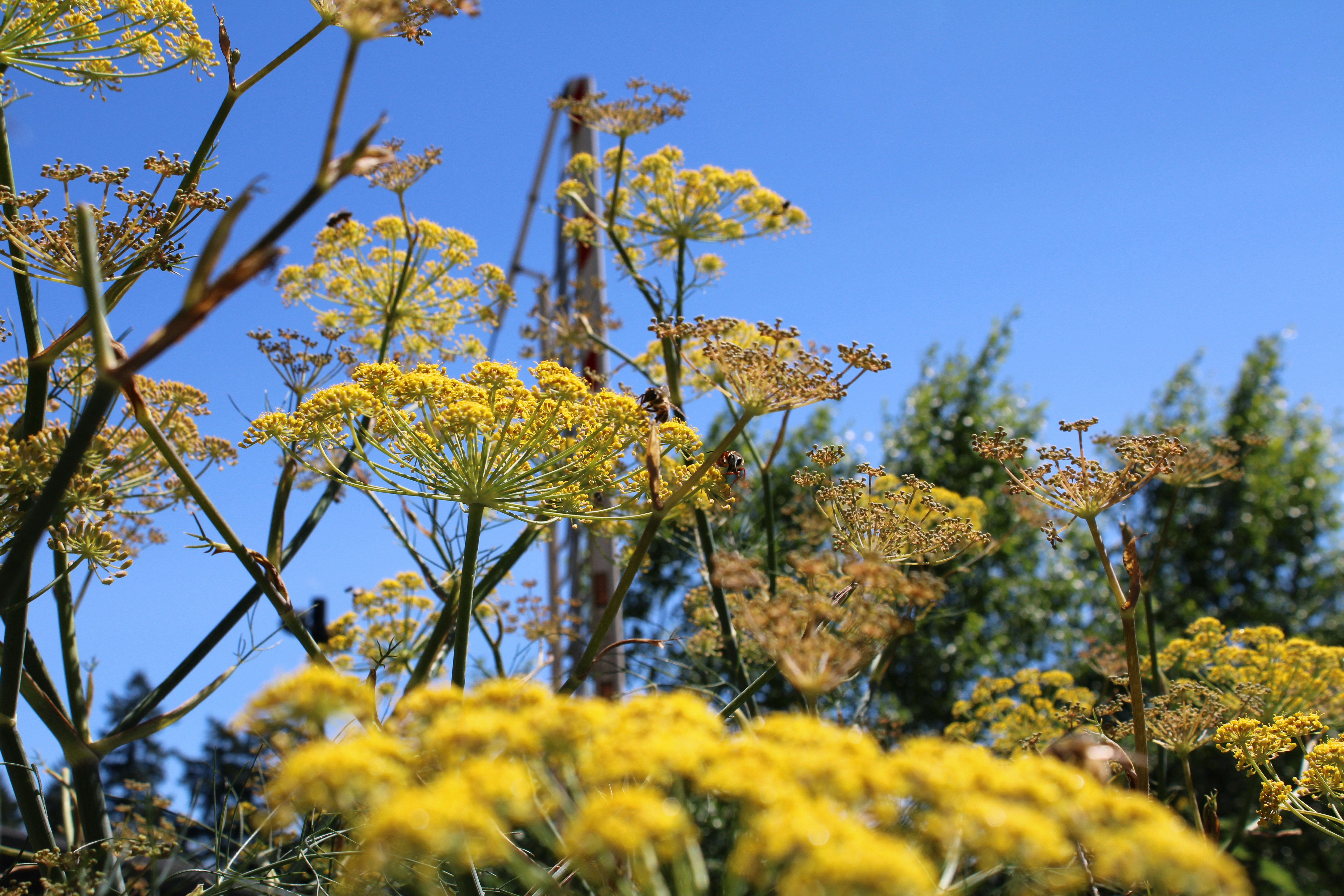 Low-Angle Burst of Wild Yarrow Under a Clear Blue Sky