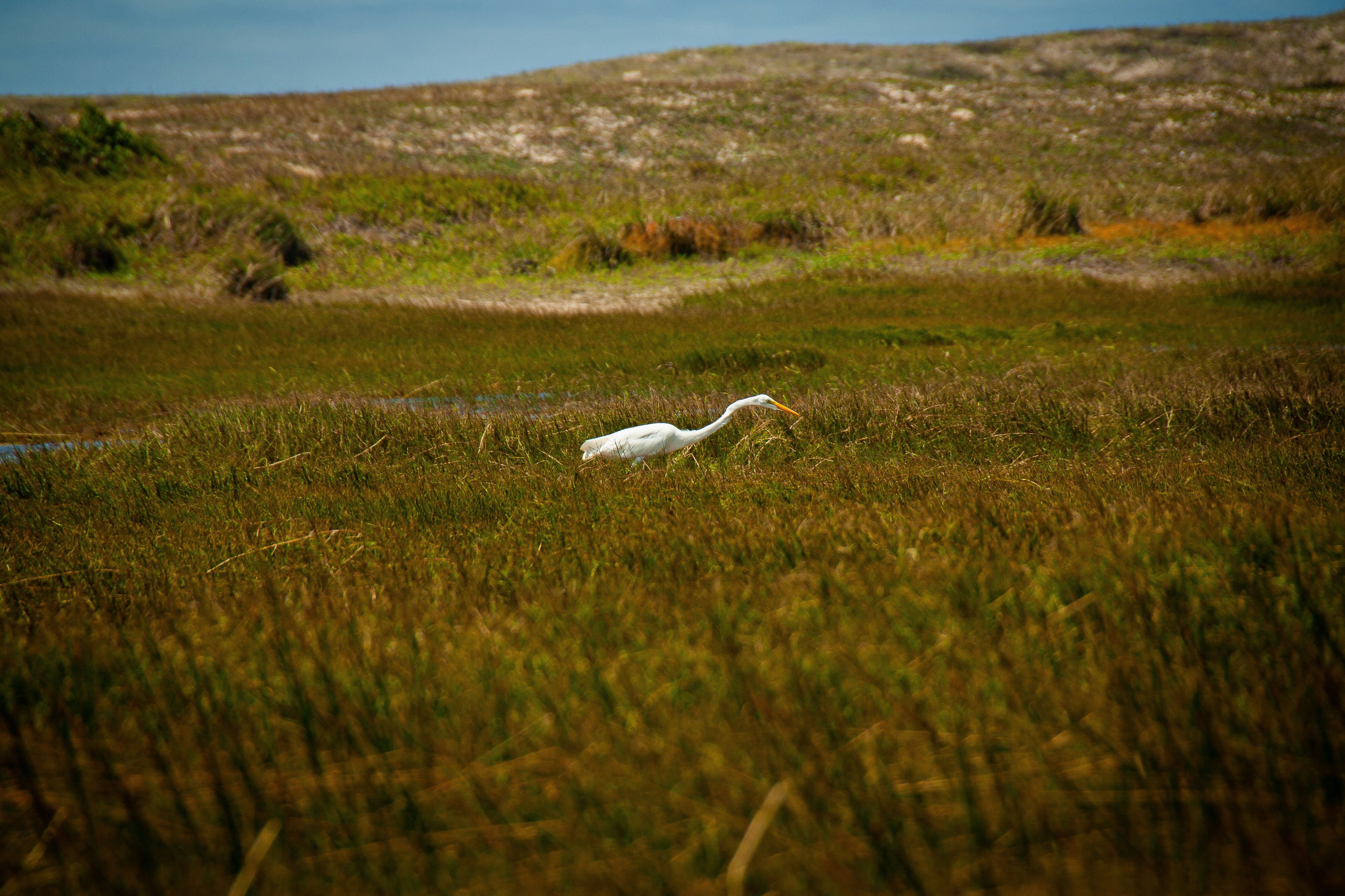 White Heron Across the Salt Grass: A Quiet Marsh Moment