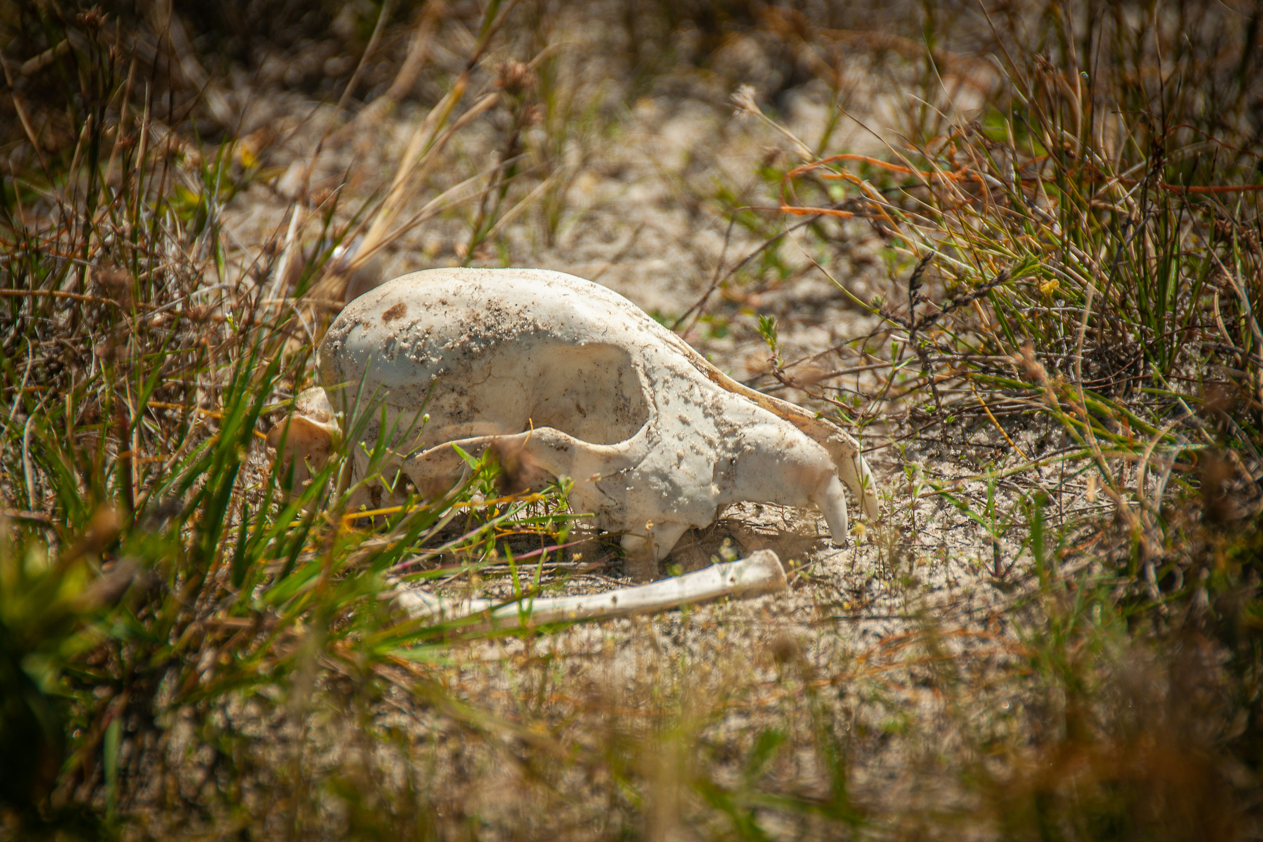 Desert Skull in Sunlit Scrub