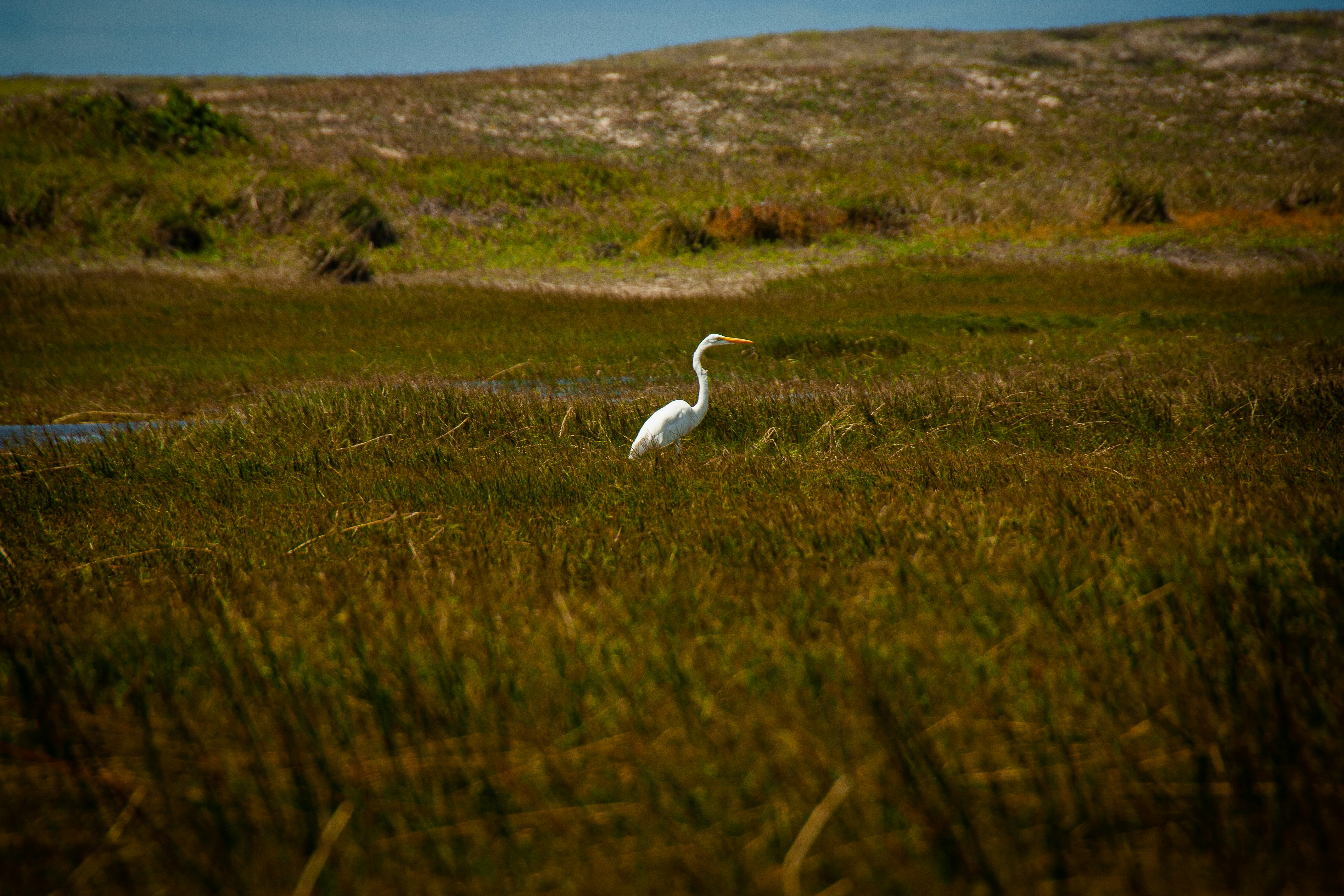 White Heron Amid Coastal Grasslands at Dusk