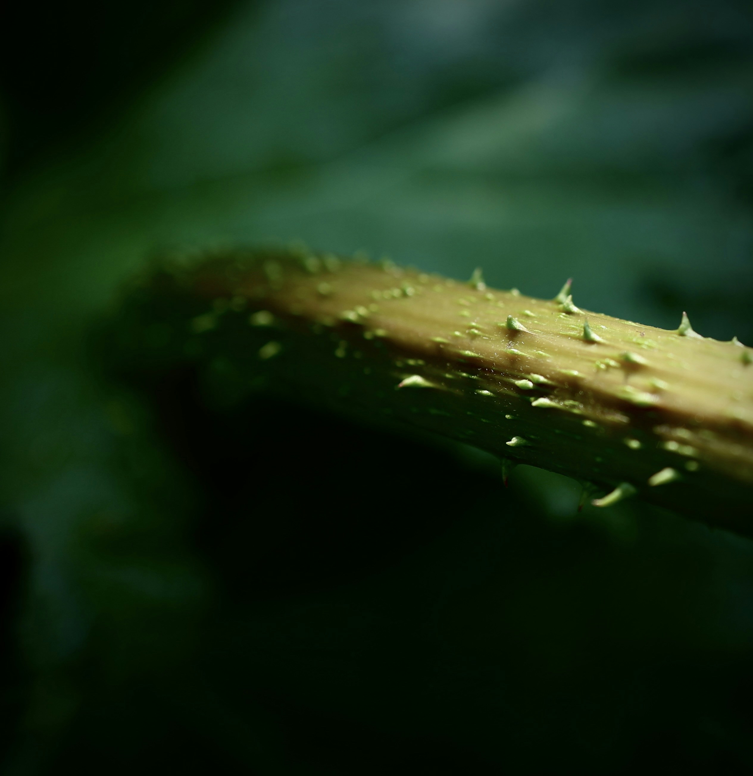 Close-up of a thorny plant stem emerging from deep green foliage, with shallow depth of field and moody lighting emphasizing texture.