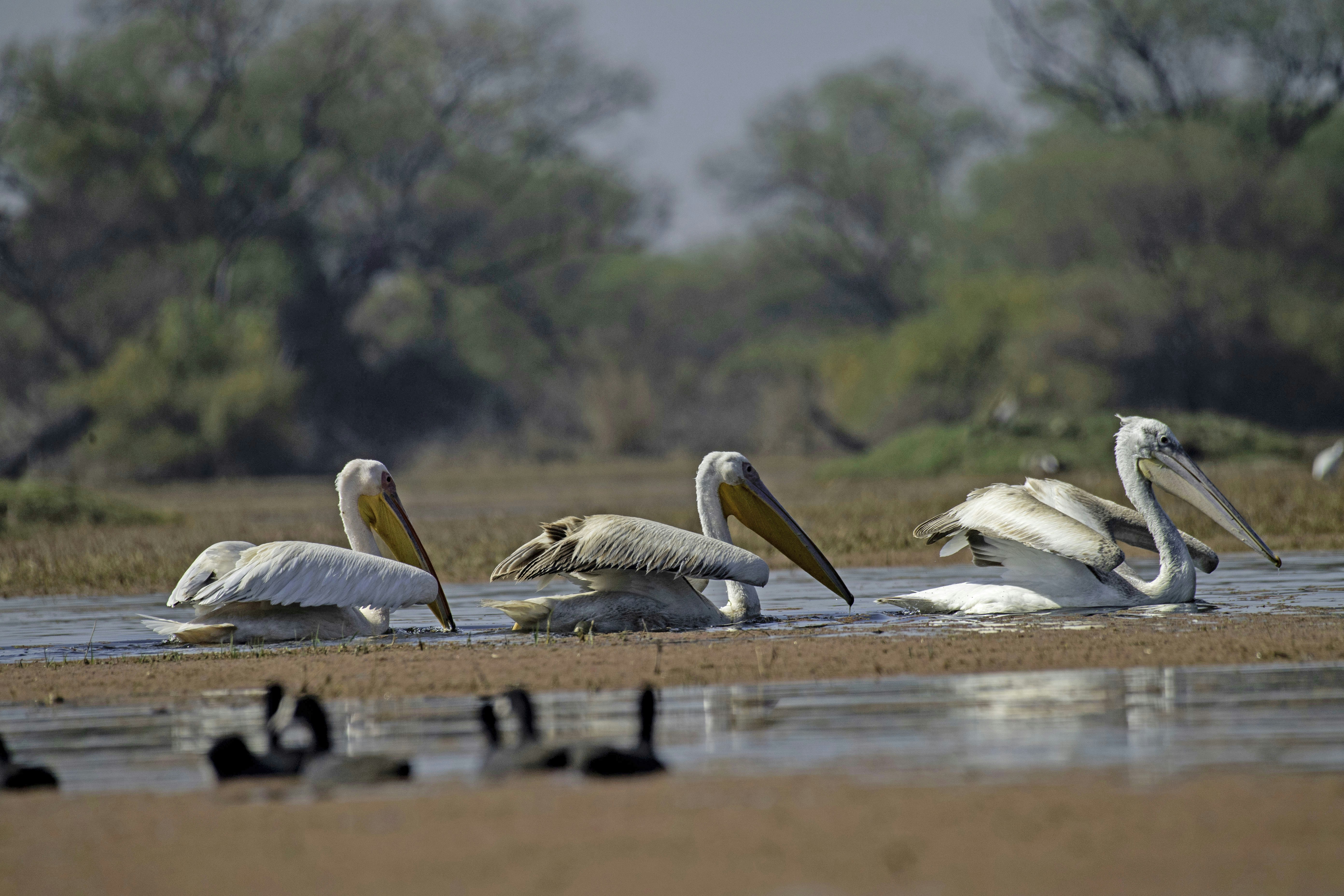 Great White Pelicans Swimming in Keoladeo National Park, Bharatpur