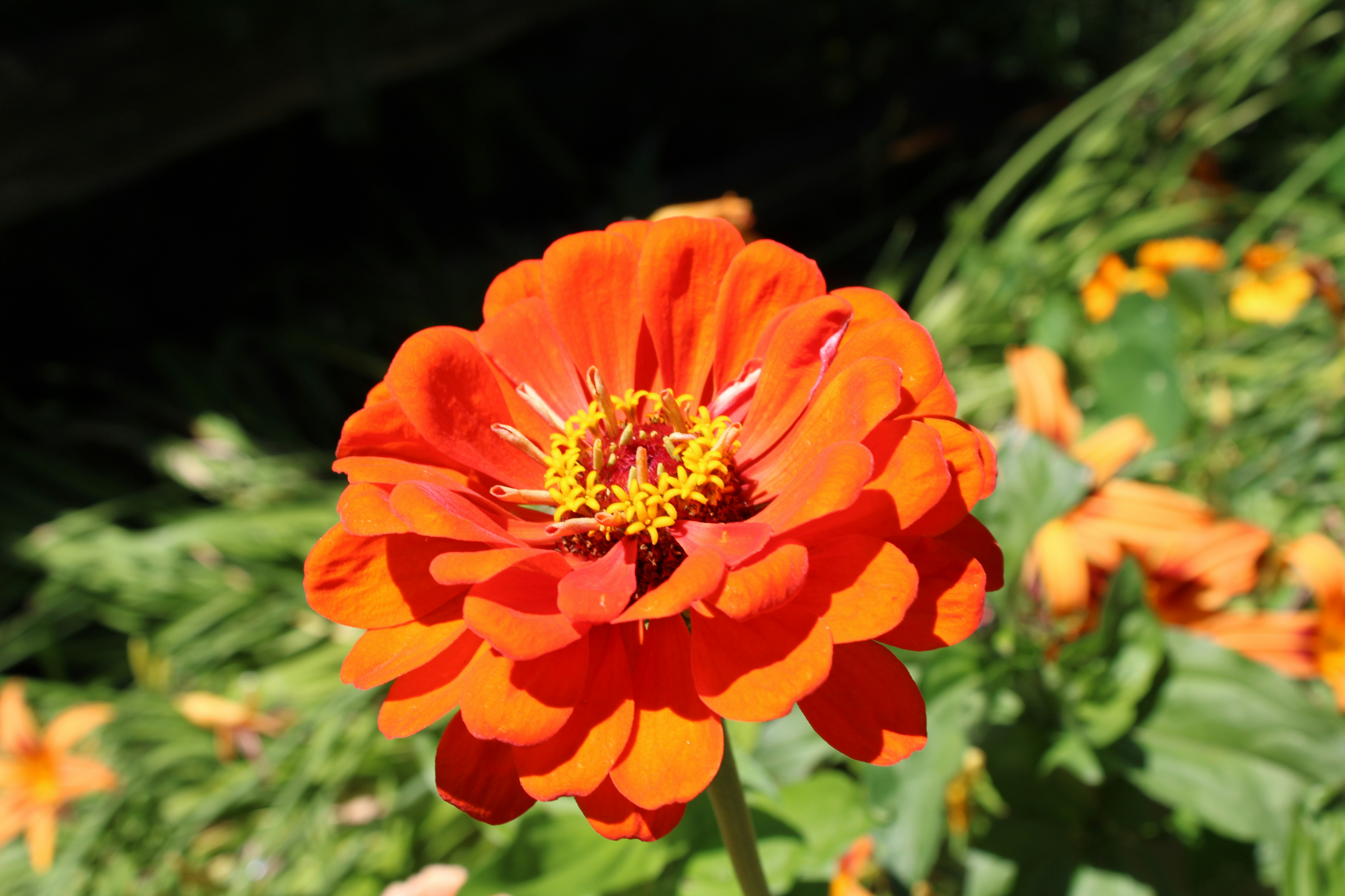 A dense, layered red-orange zinnia flower takes center stage, framed by an orange daylily and green foliage in the background.