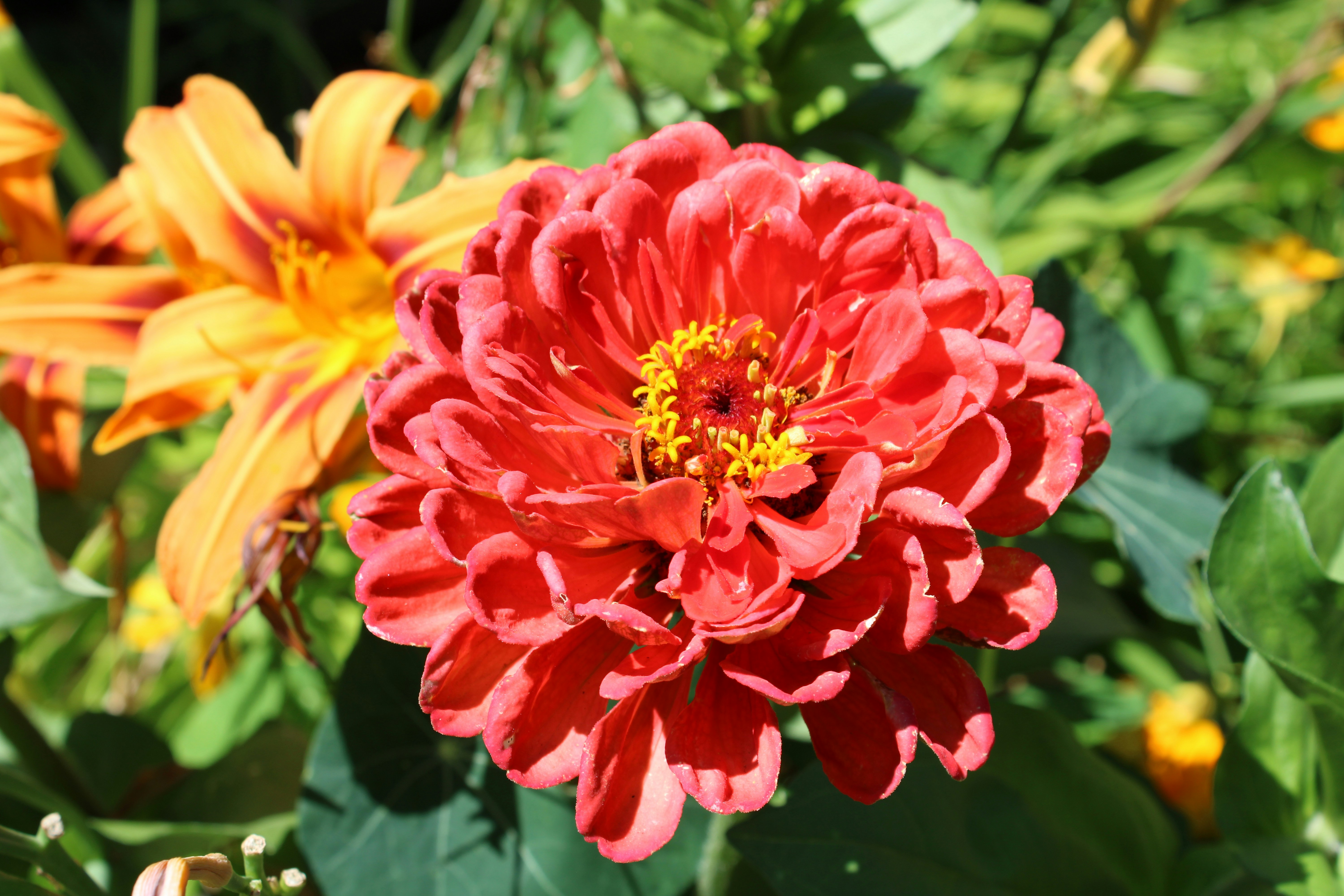 Crimson Bloom with Sunlit Orange Accents