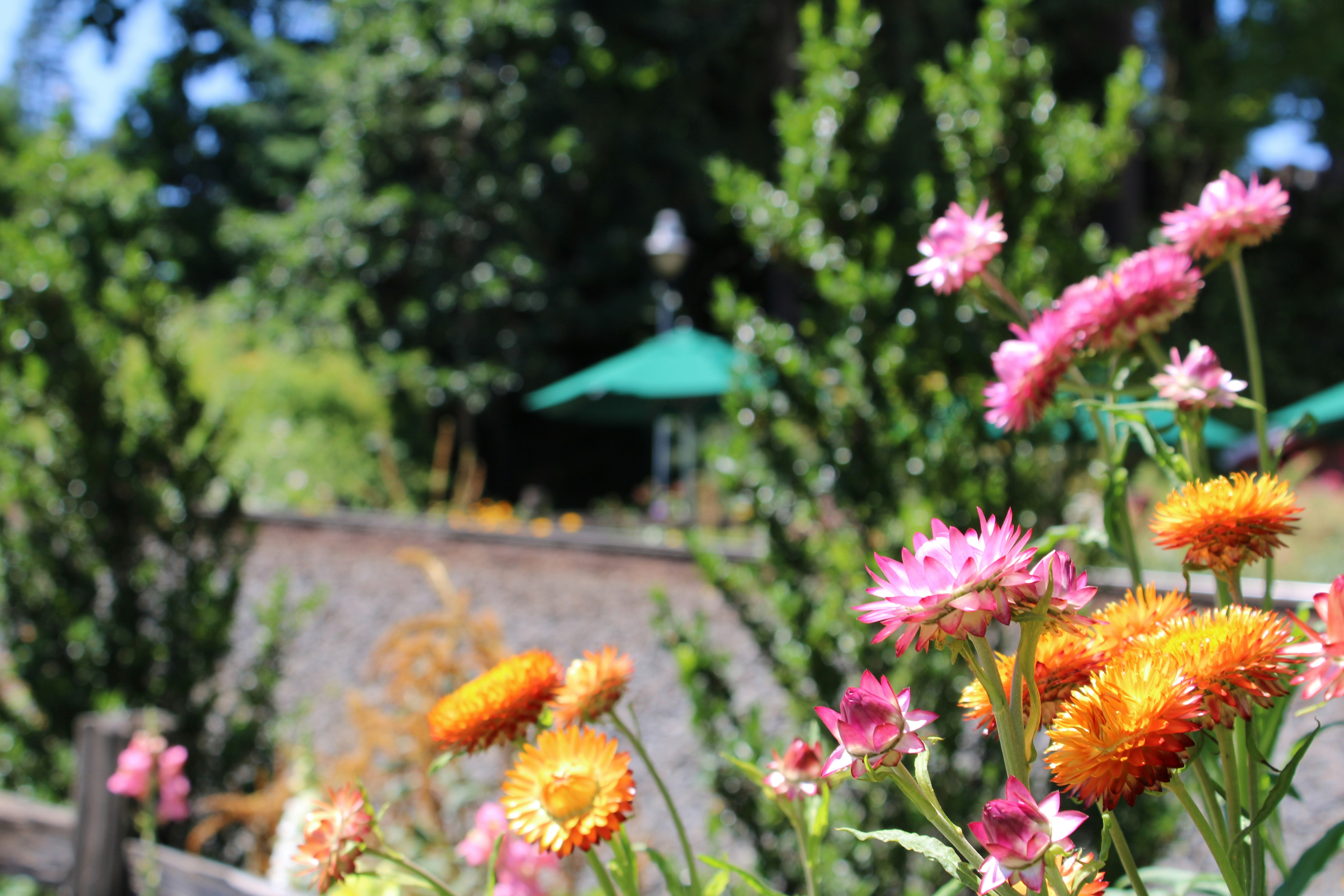 Vivid Garden Glow: Pink and Orange Flowers in a Sunny Courtyard