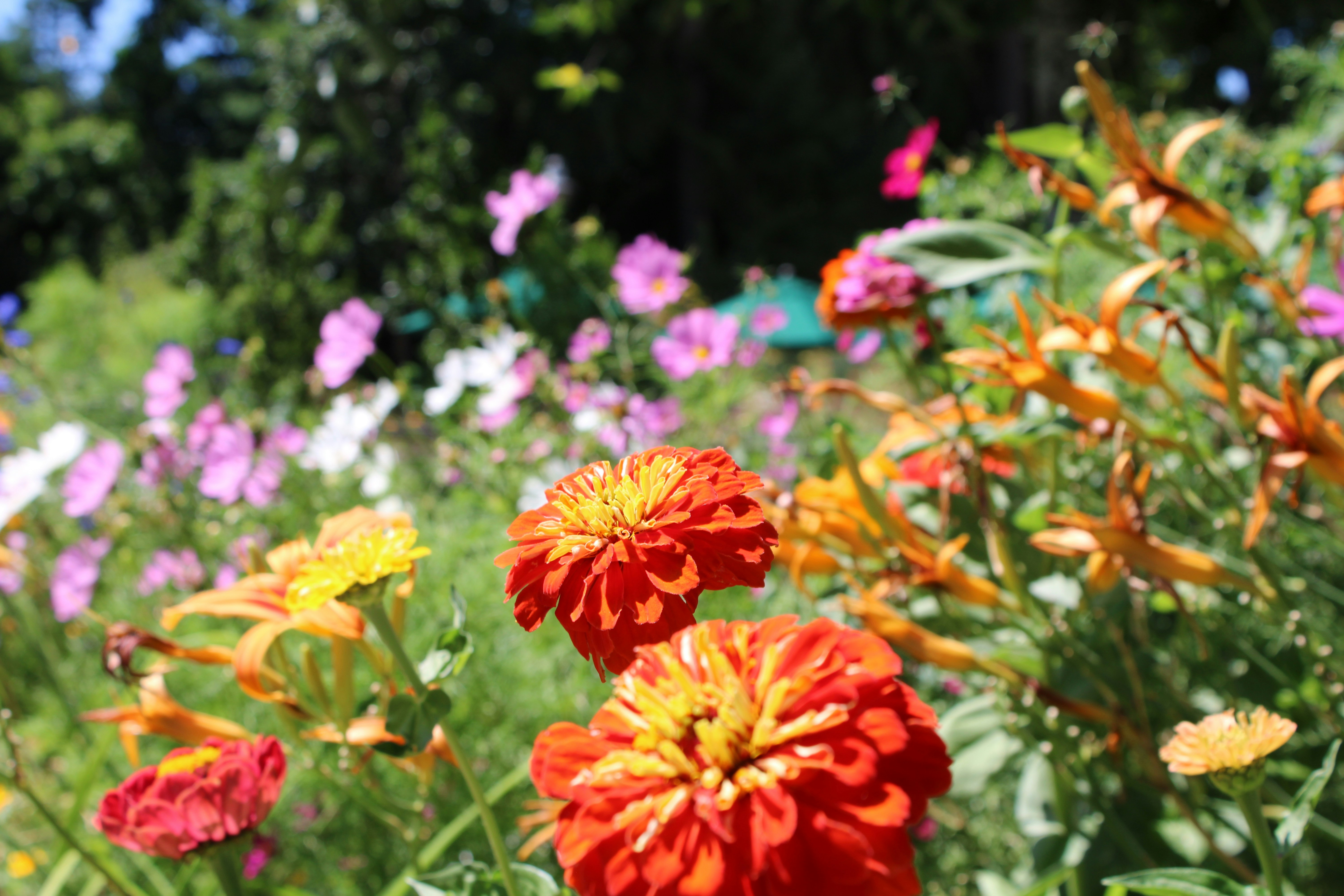 Vivid Zinnias in Afternoon Light