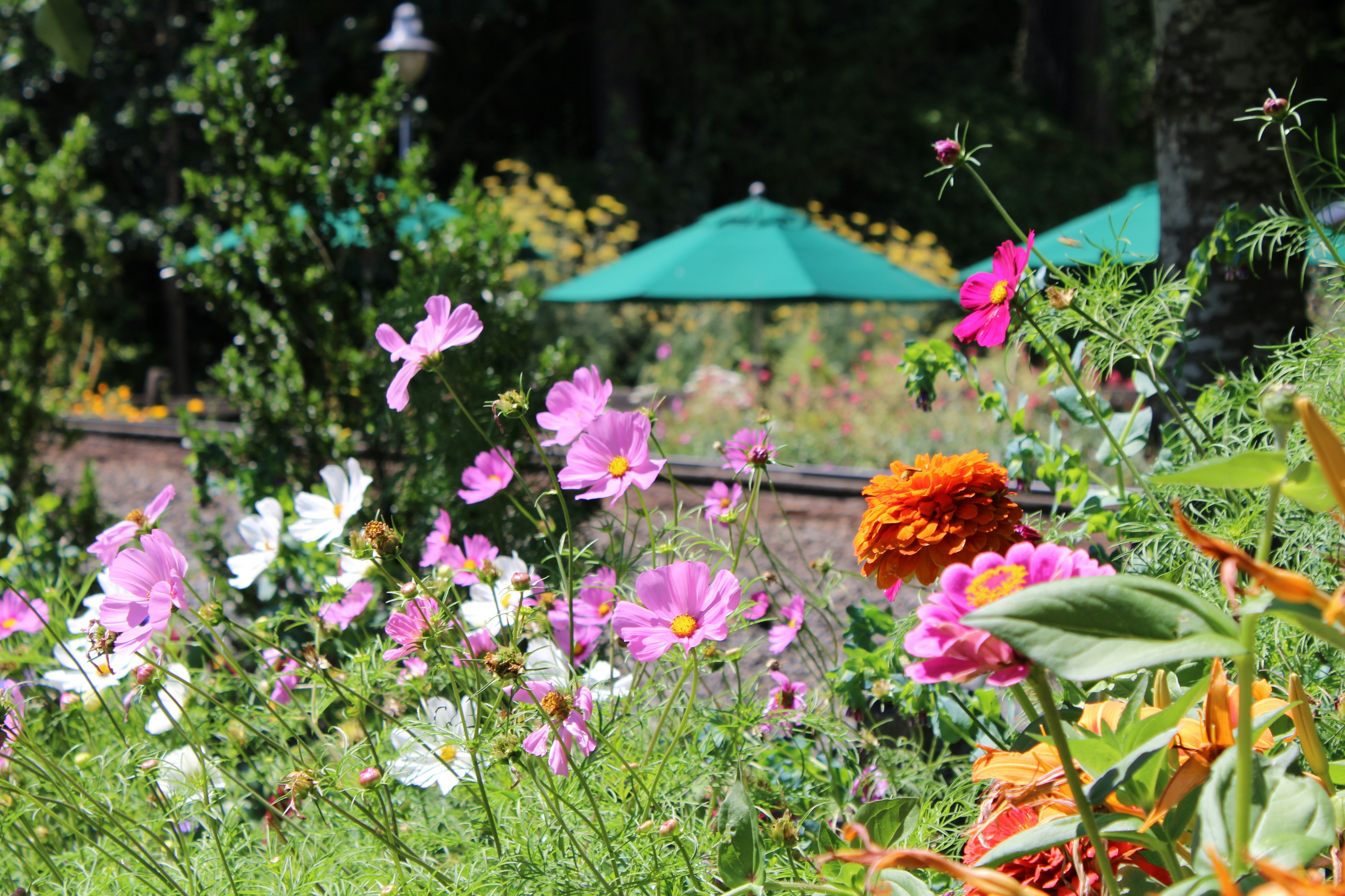 Colorful Garden Burst: A Field of Flowers with Green Patio Umbrellas in the Background