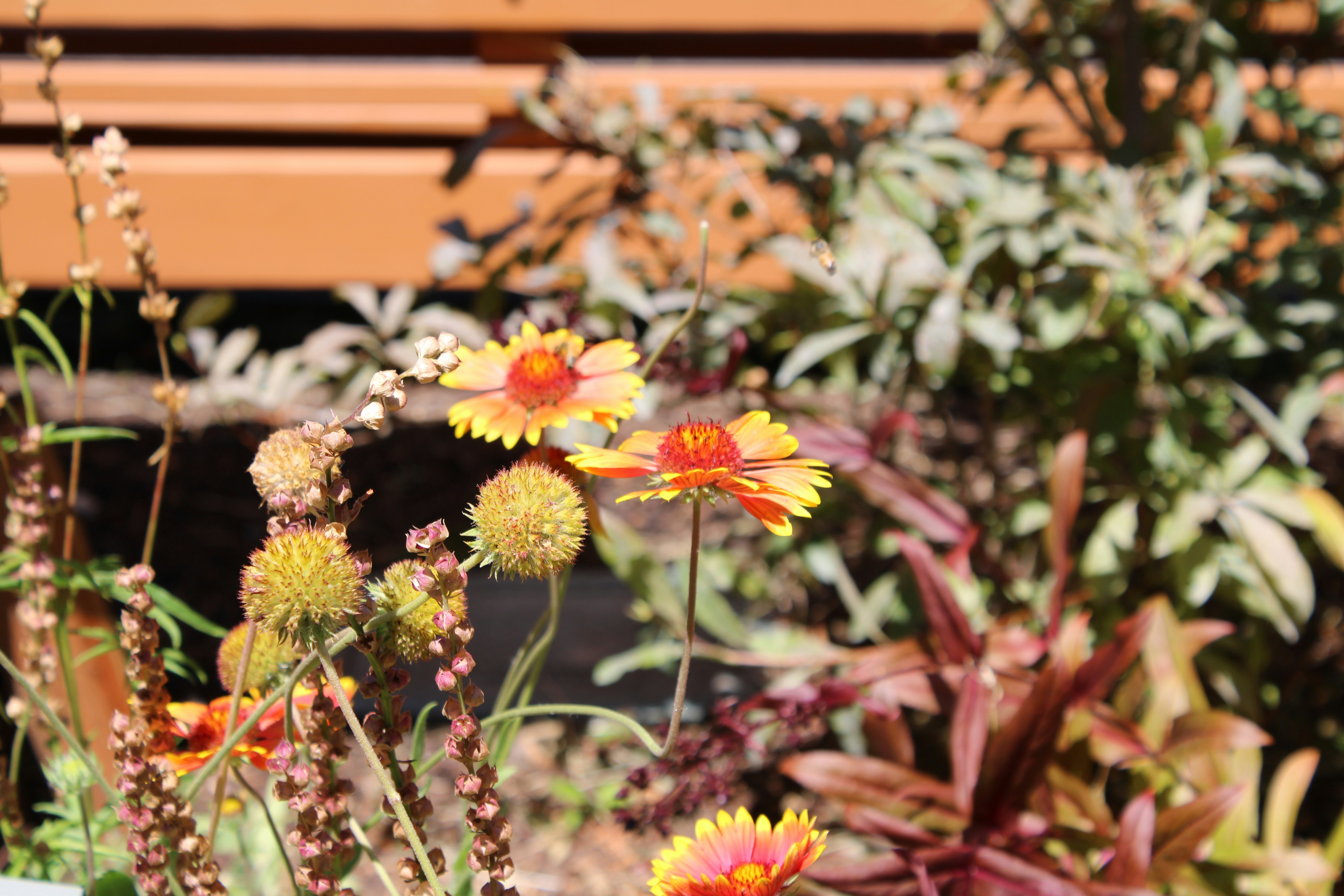 Sunlit Gazania Cluster in a Garden Bed