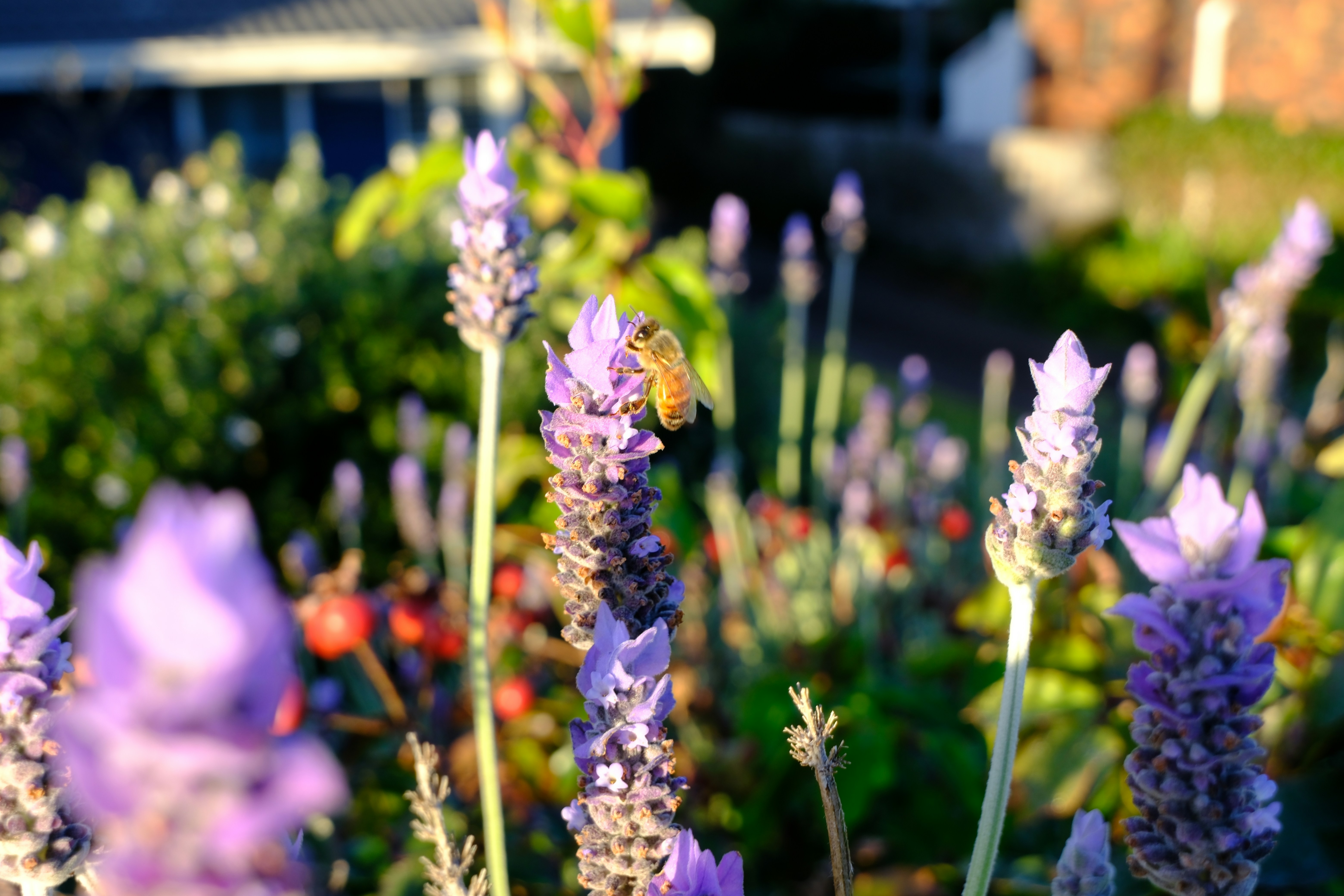 Lavender in Focus: Bee-Touched Buds Under Afternoon Light
