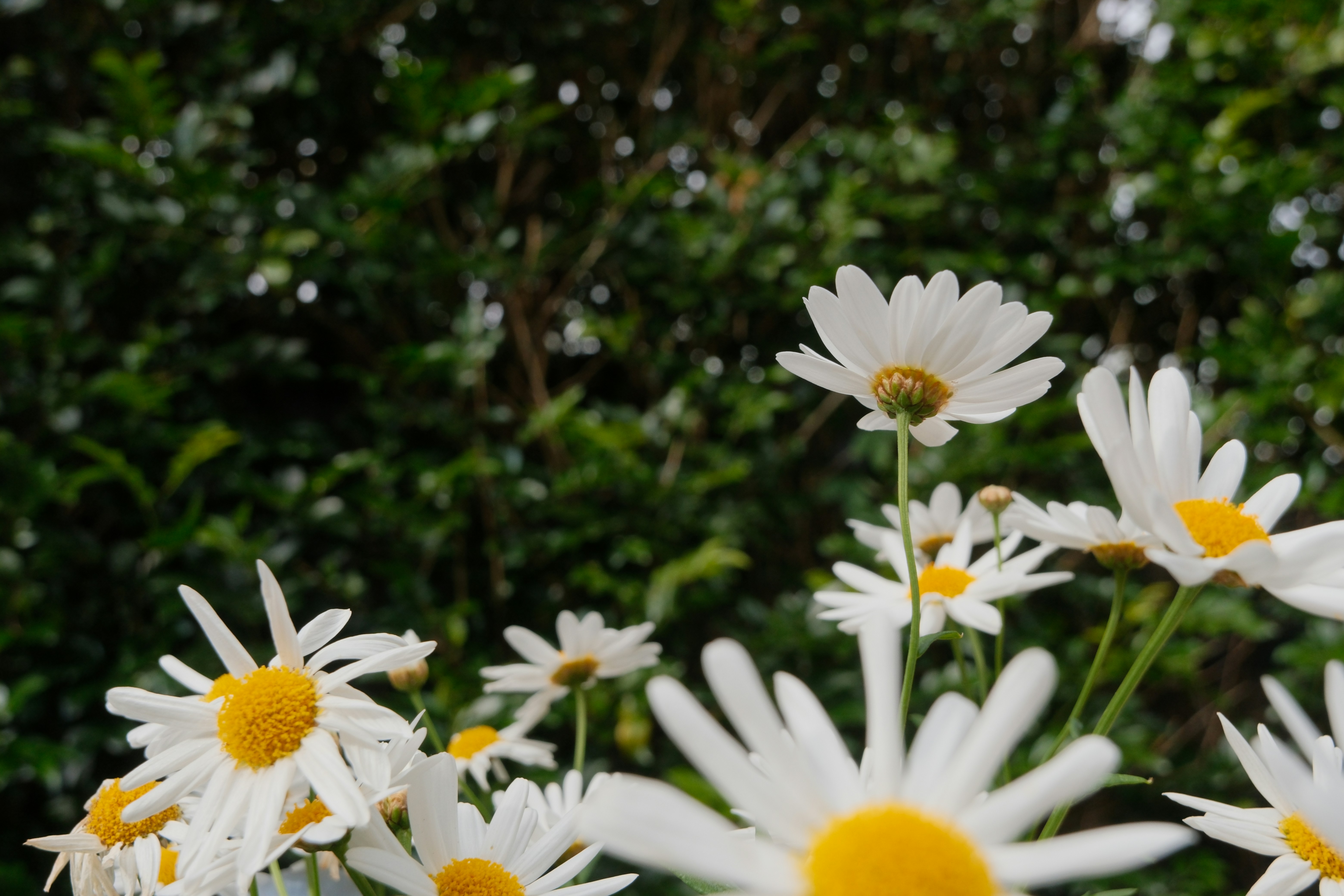 Whimsy in White: Daisies Front and Center Against a Lush Green Backdrop
