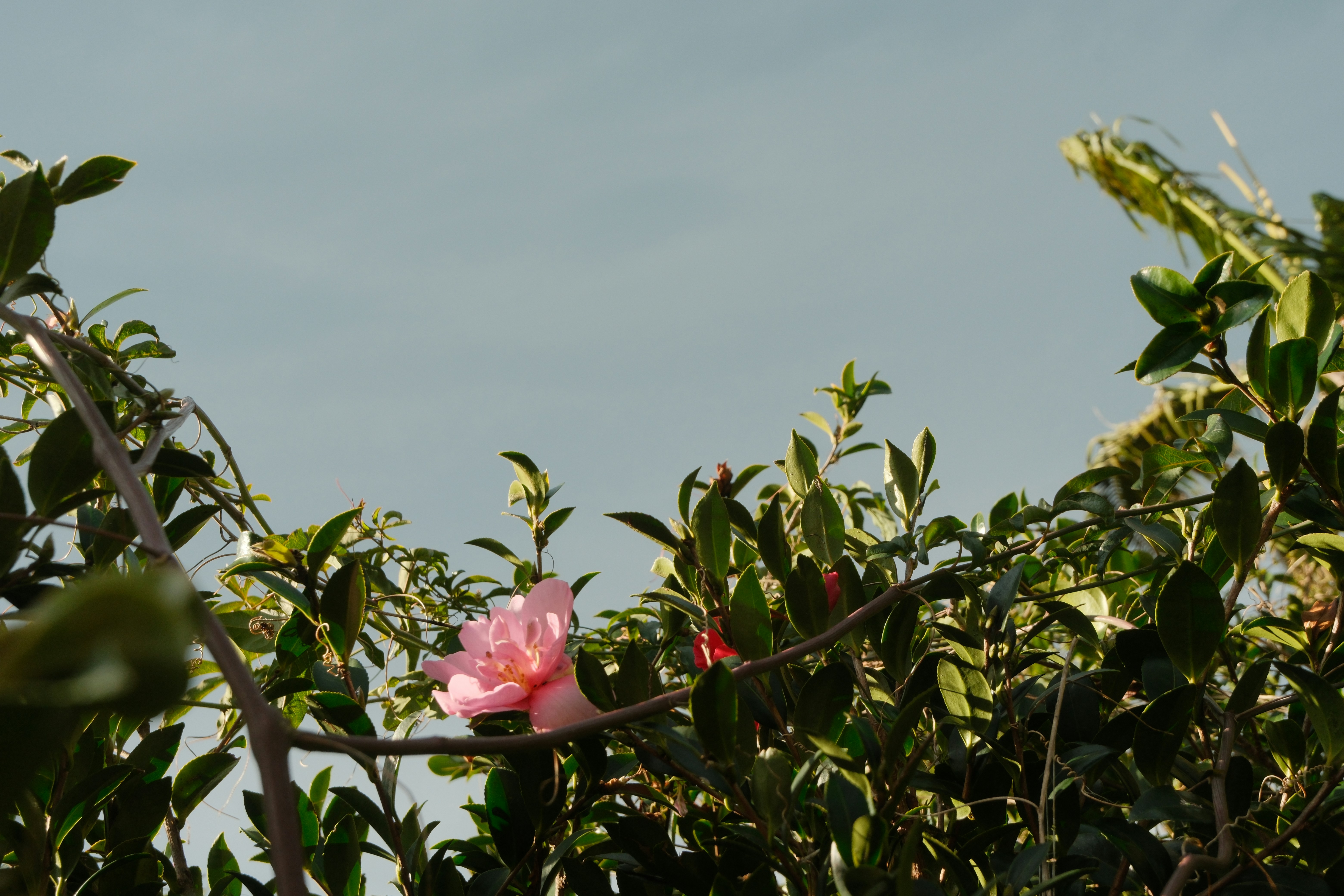 Pink bloom peeking through green citrus foliage against a calm blue sky