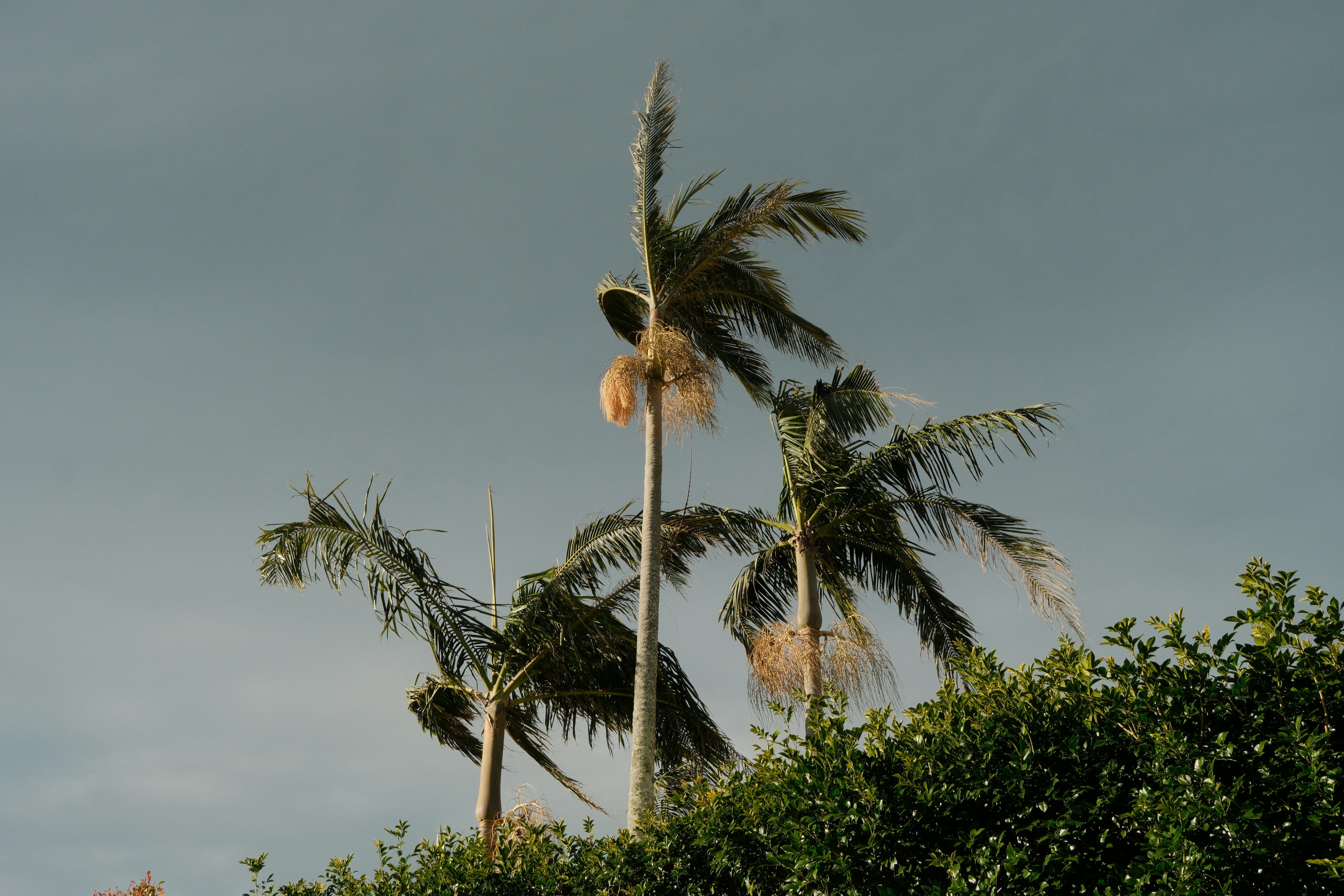 Tall Palms Against a Quiet Sky