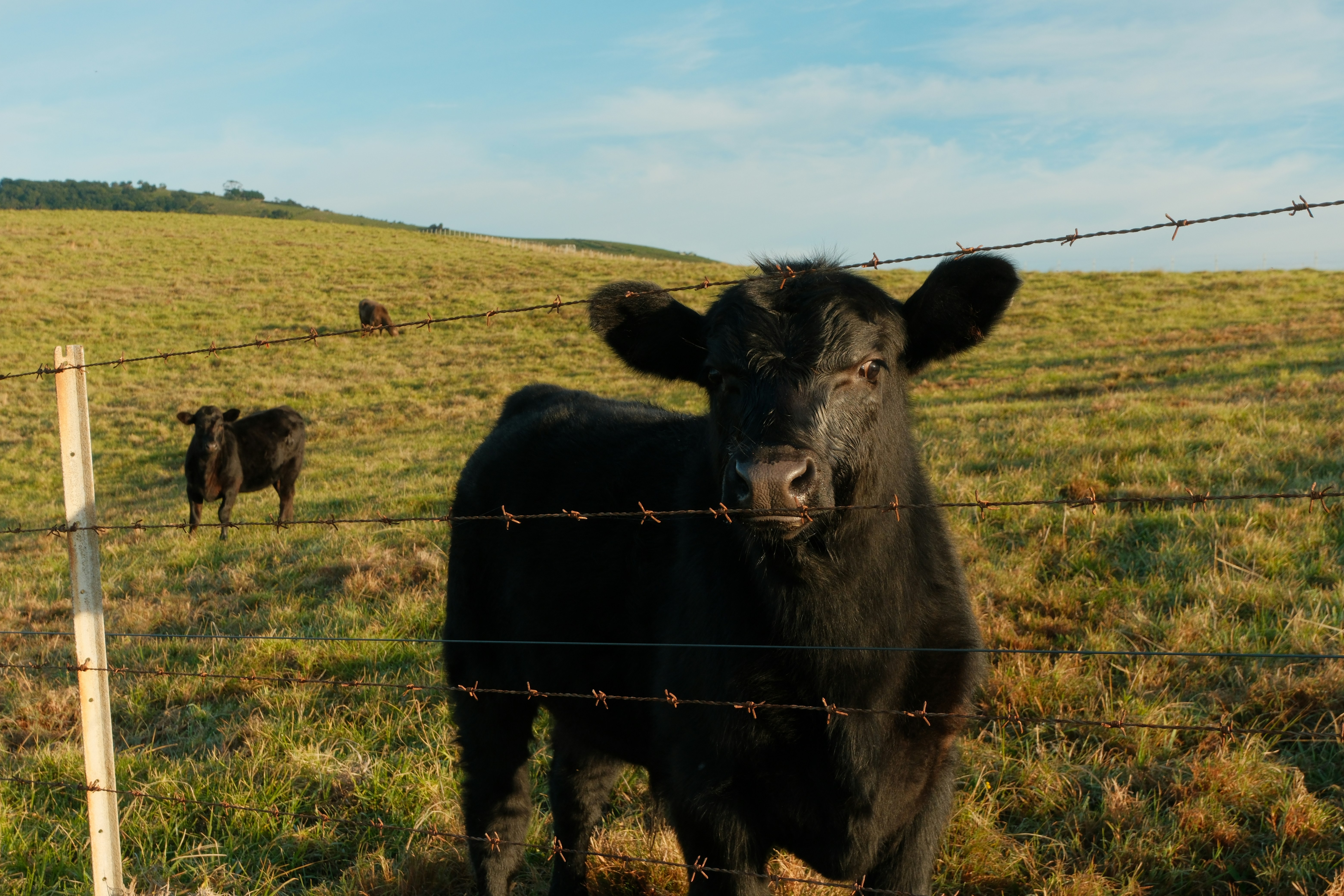 Barbed-Gate Portrait: A Black Cow Gaze in a Sunlit Pasture