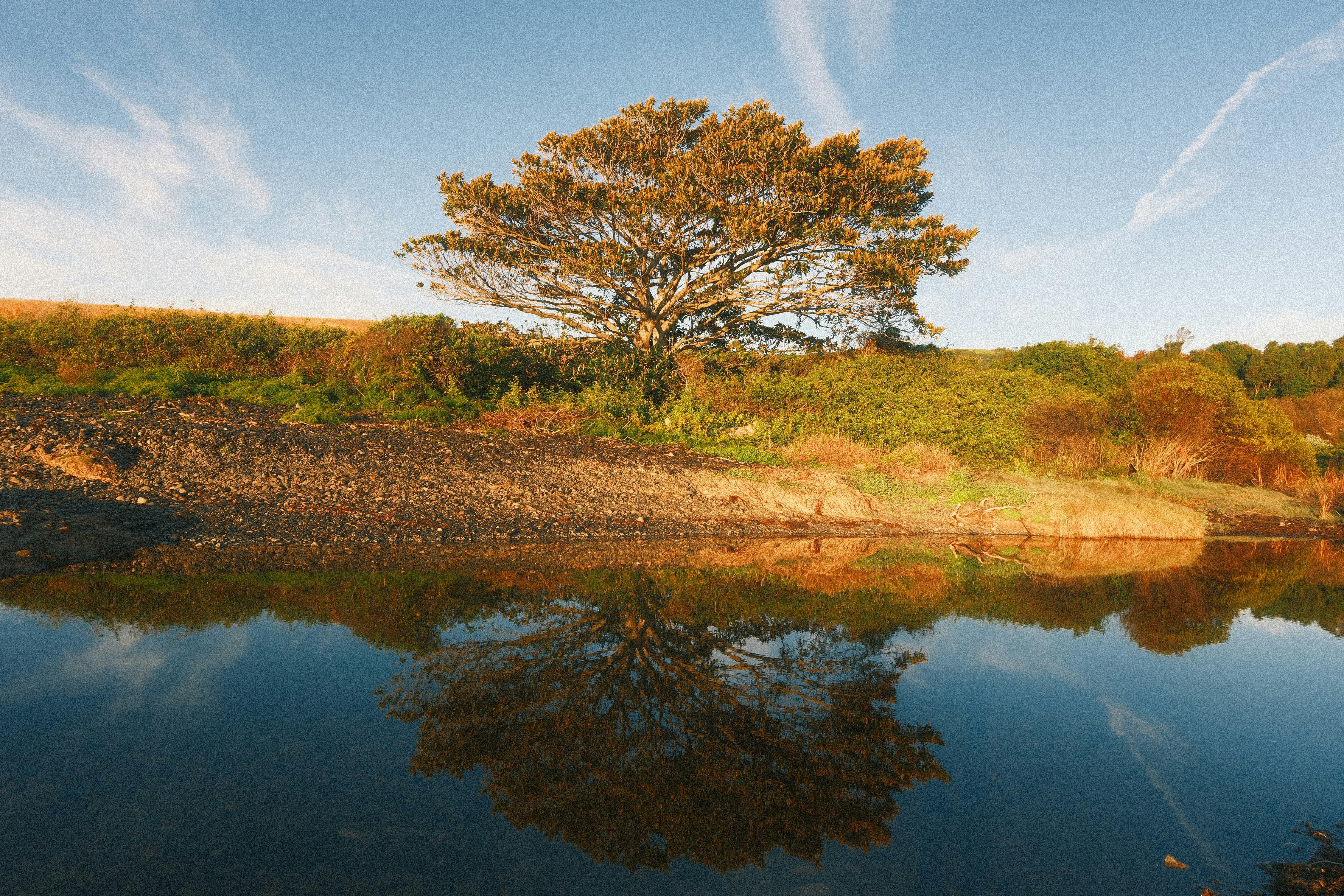 Mirror Creek: Lone Tree at the Waterline