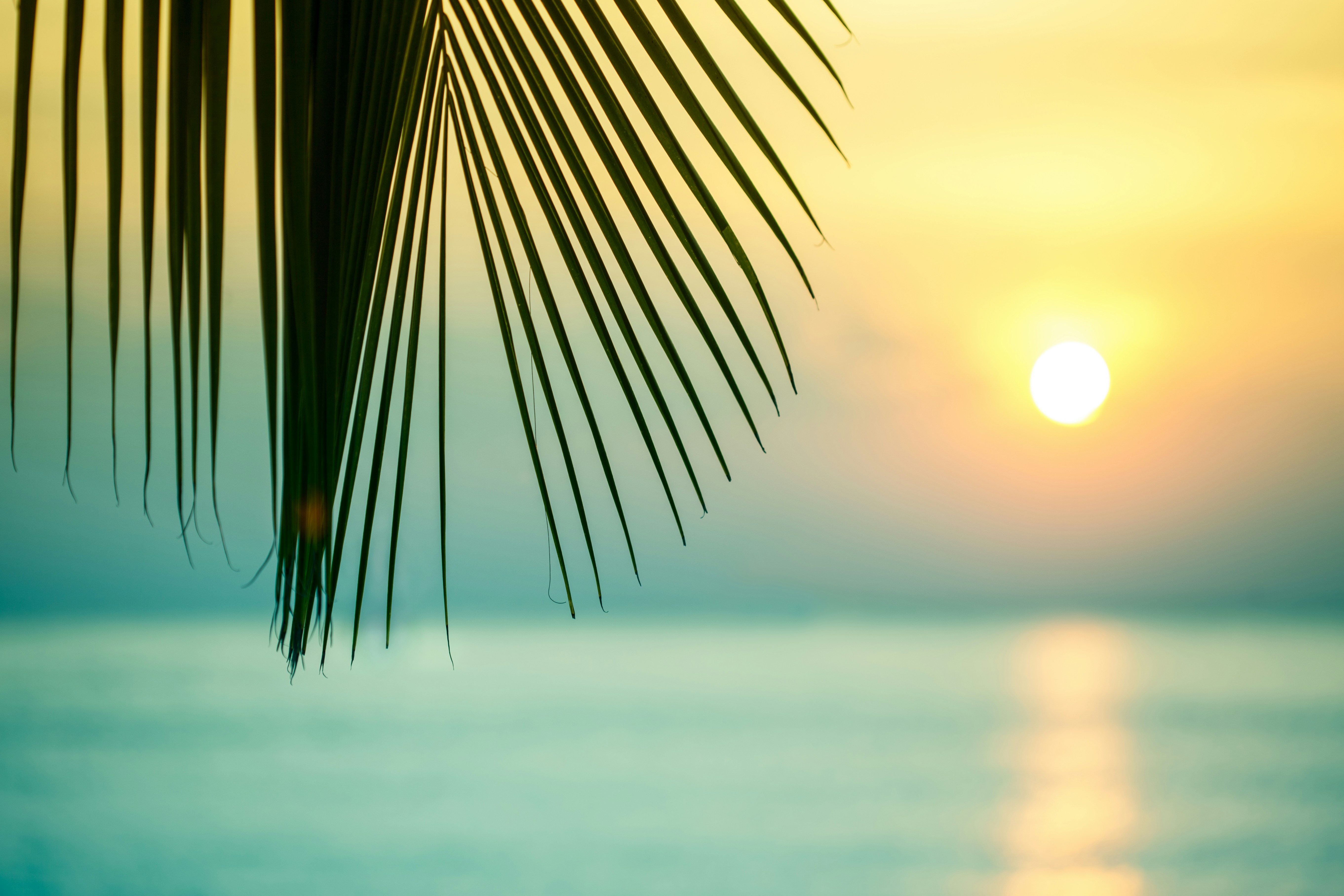 Sunlit horizon with a silhouetted palm frond over a turquoise sea at sunrise. A minimal, tranquil scene capturing warm glow and soft bokeh in the background.