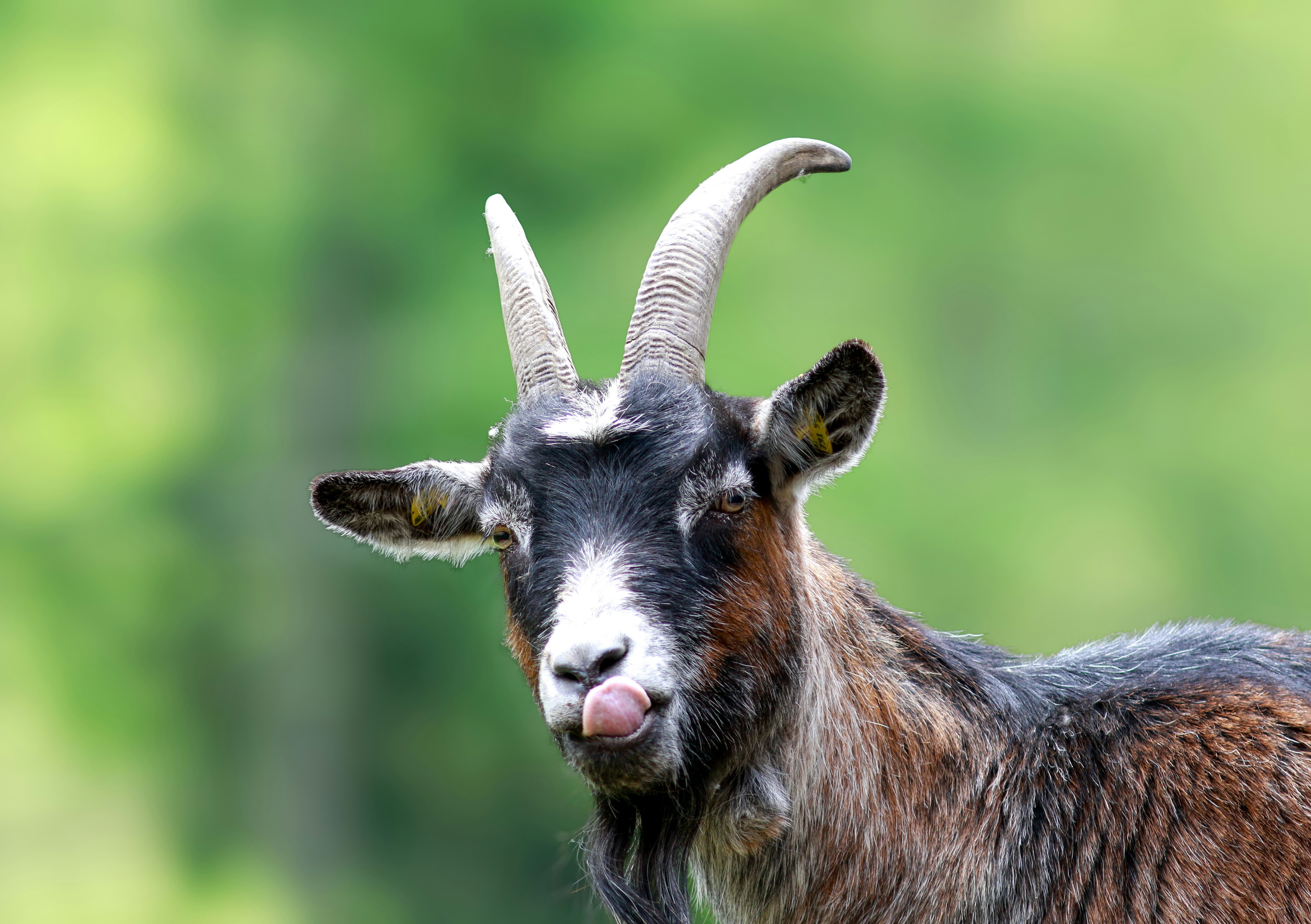 Curled Horns and a Playful Purse of Tongue