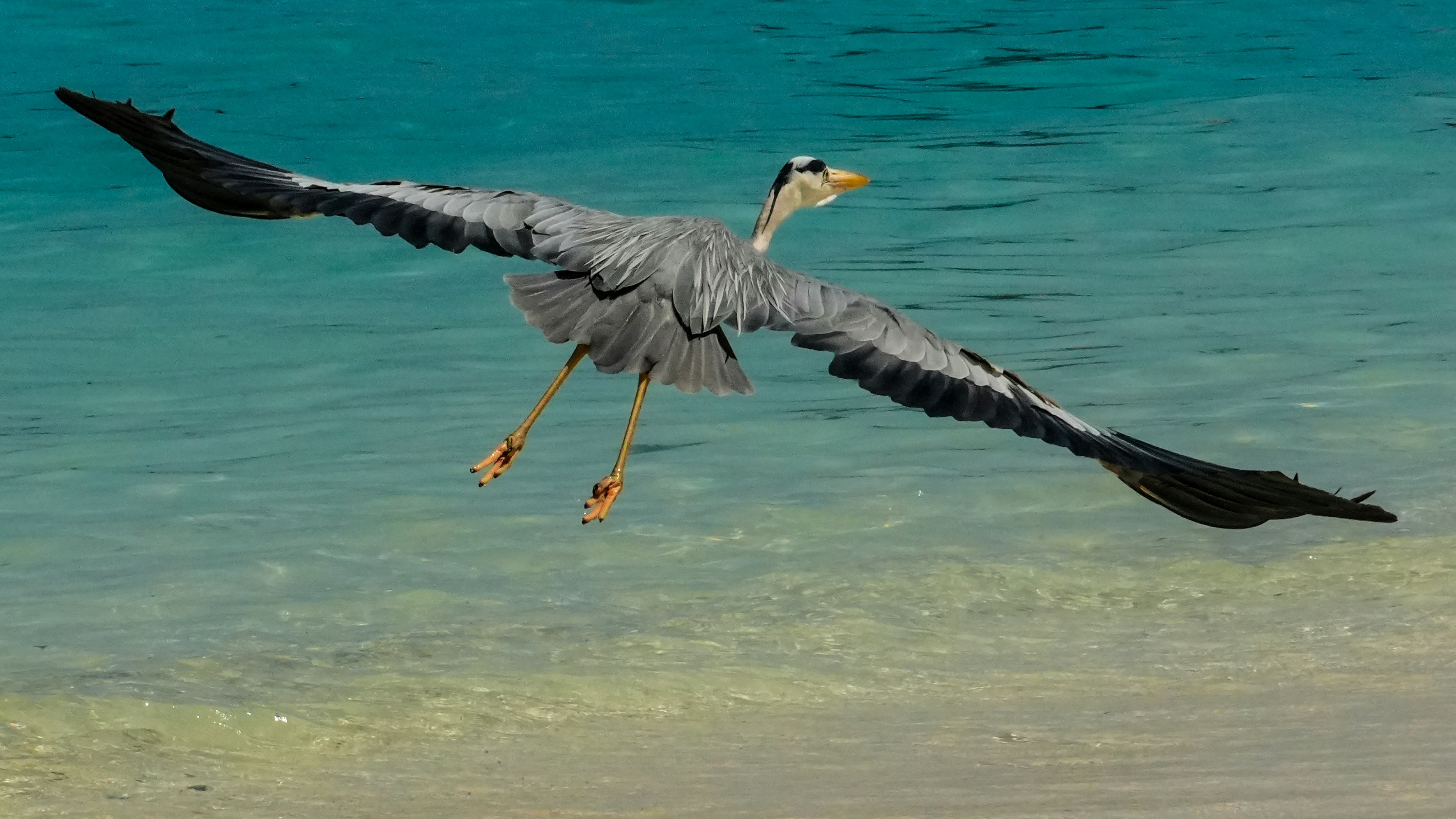Long-legged heron glides low over crystal-green water, wings fully extended, along a shallow shoreline with pale sand. A portrait of aerial grace captured mid-flight above a tranquil coastal scene. (Not a logo, illustration, painting, or cartoon)