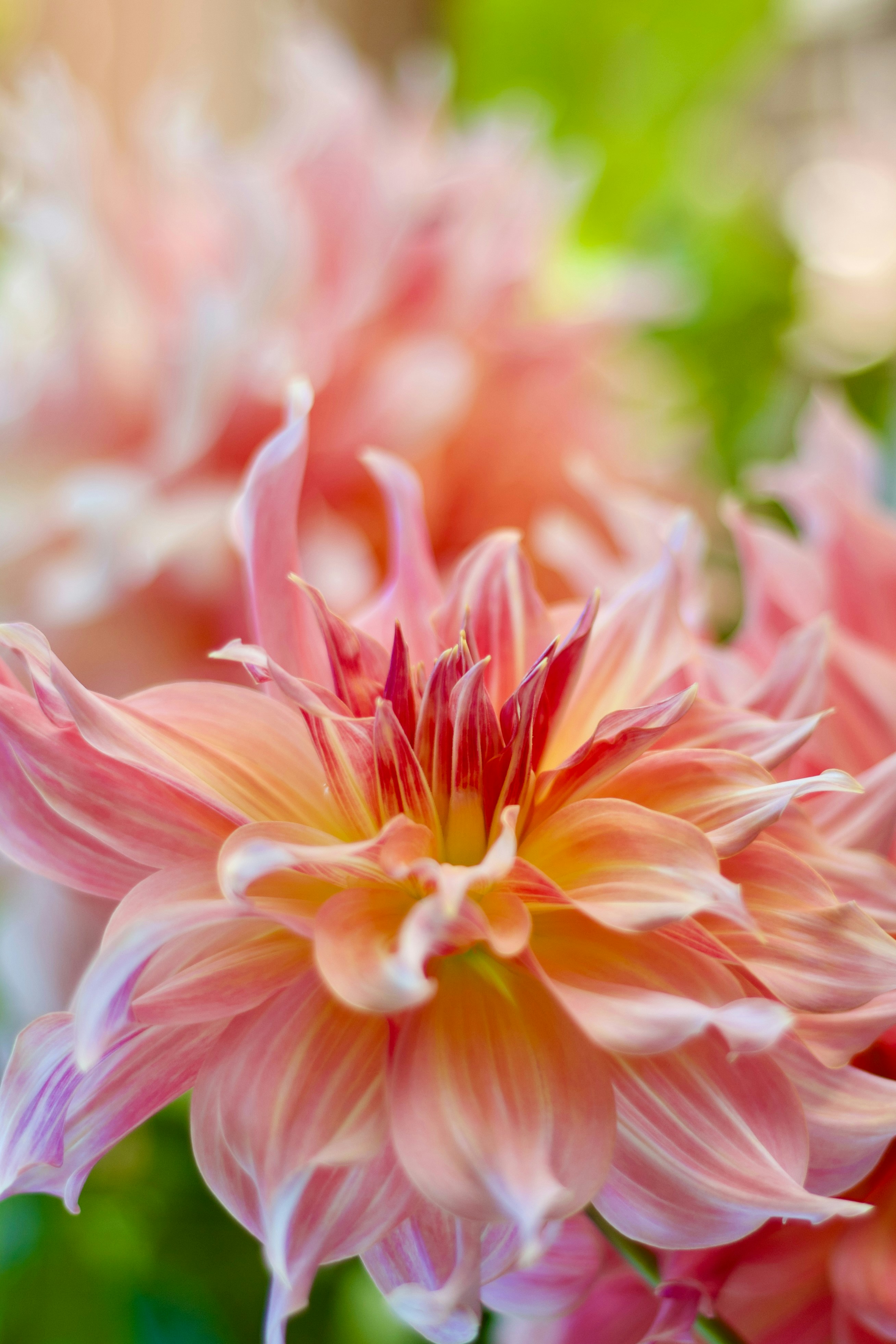 Soft Petals in Focus: A Close-up Bloom with Gentle Bokeh