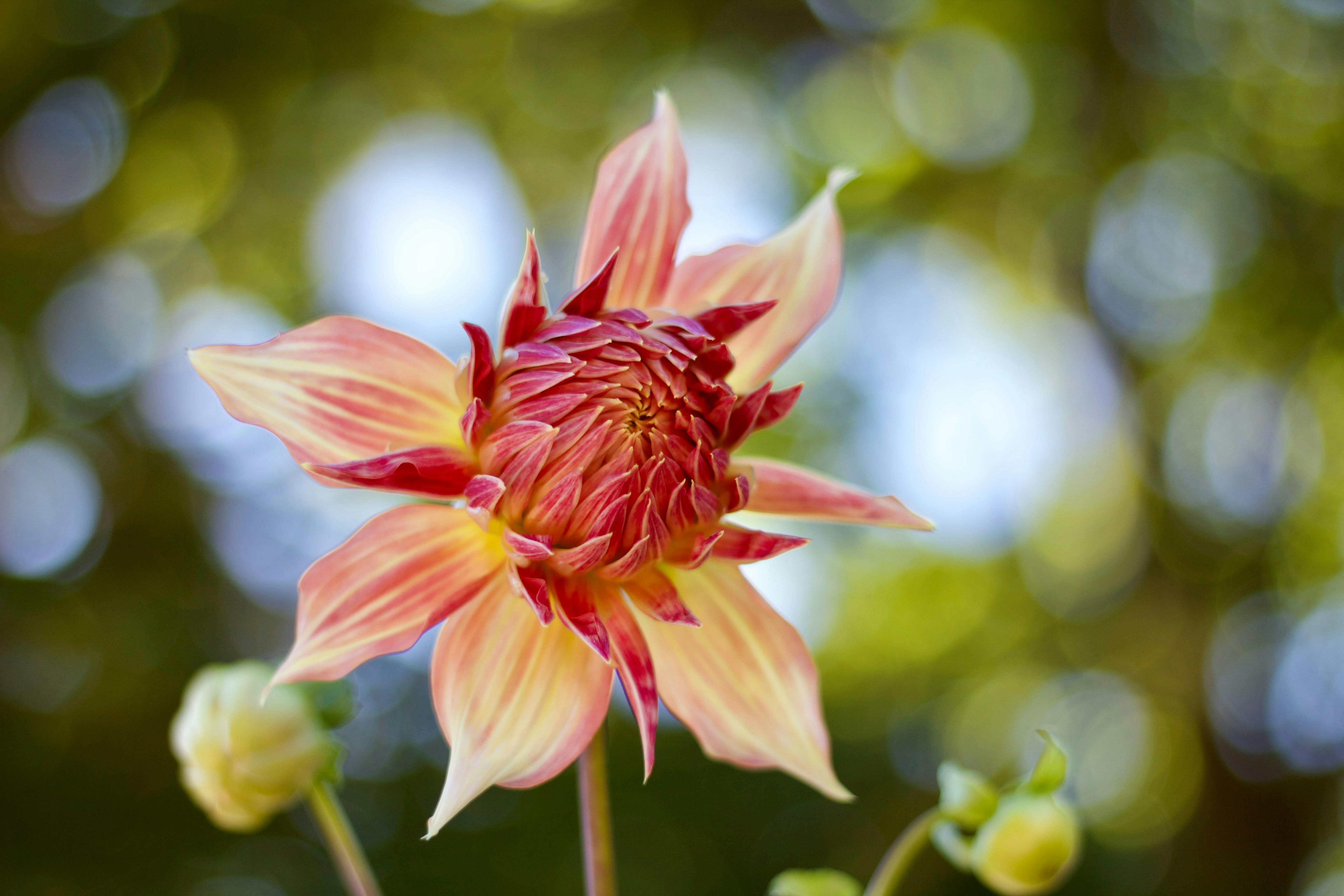 Center Bloom: a pink-dawn dahlia unfurls against a bokeh-green chorus
