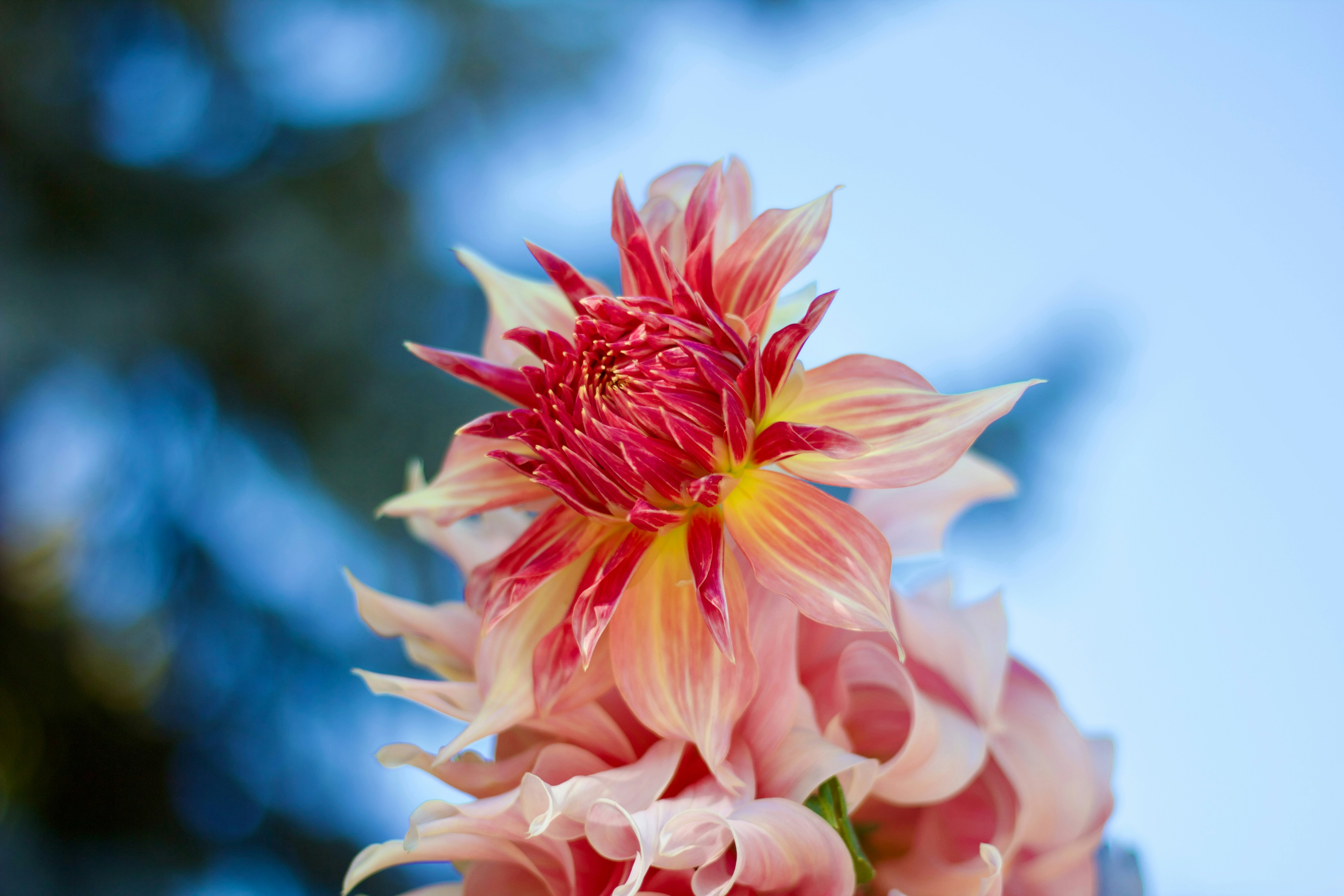 Azure Bloom: A Pink-Red Dahlia Reaches Toward the Sky