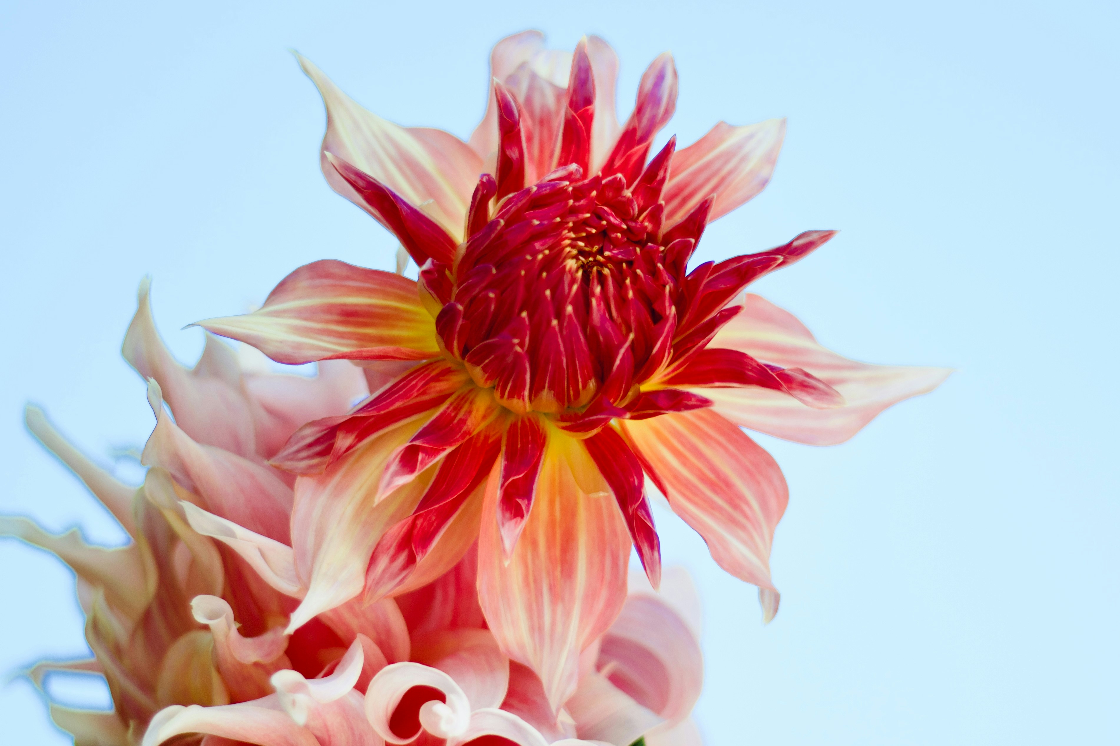 Crimson Blossom Against a Cerulean Sky