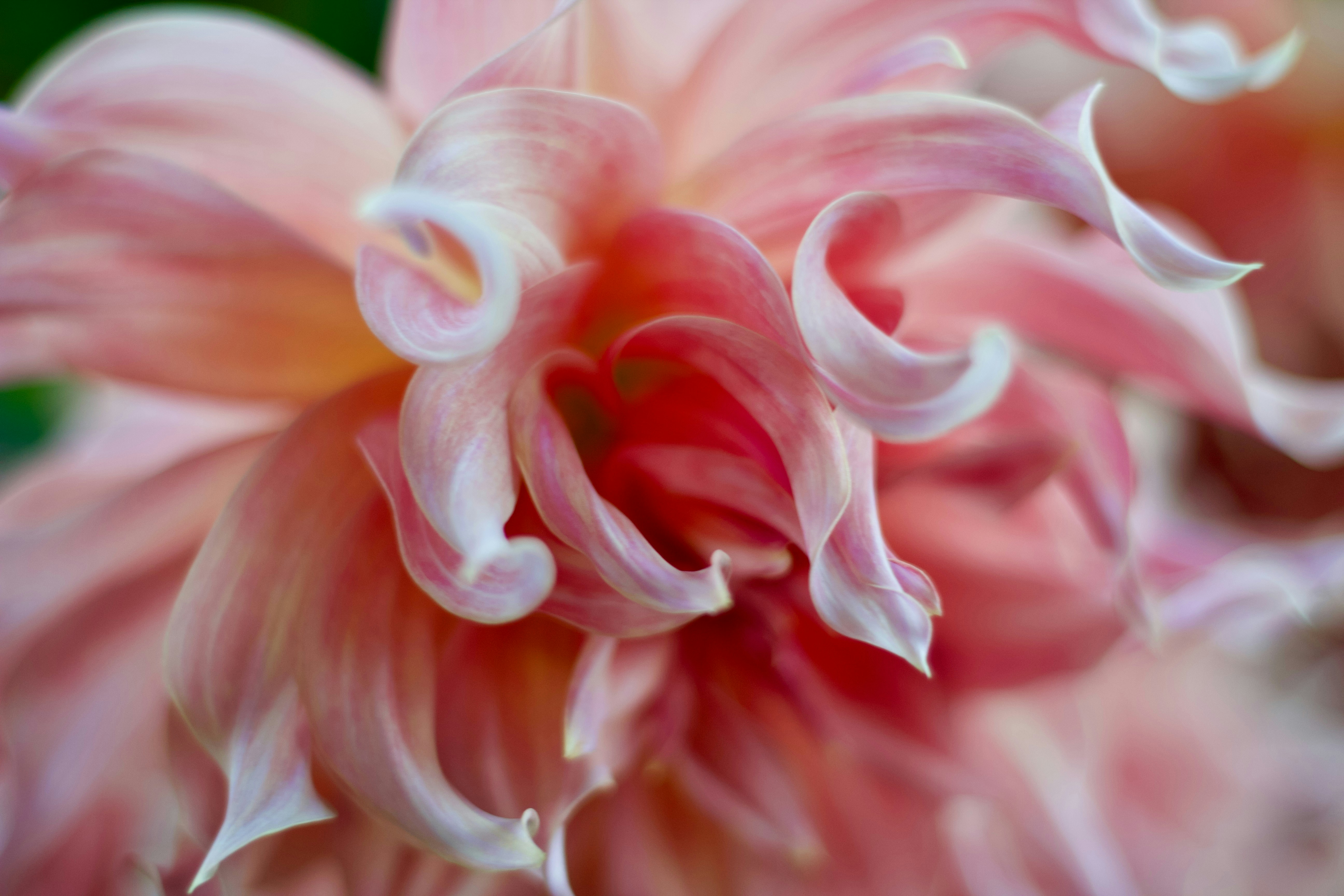 Petals in Focus: A Soft Portrait of Coral Whirls