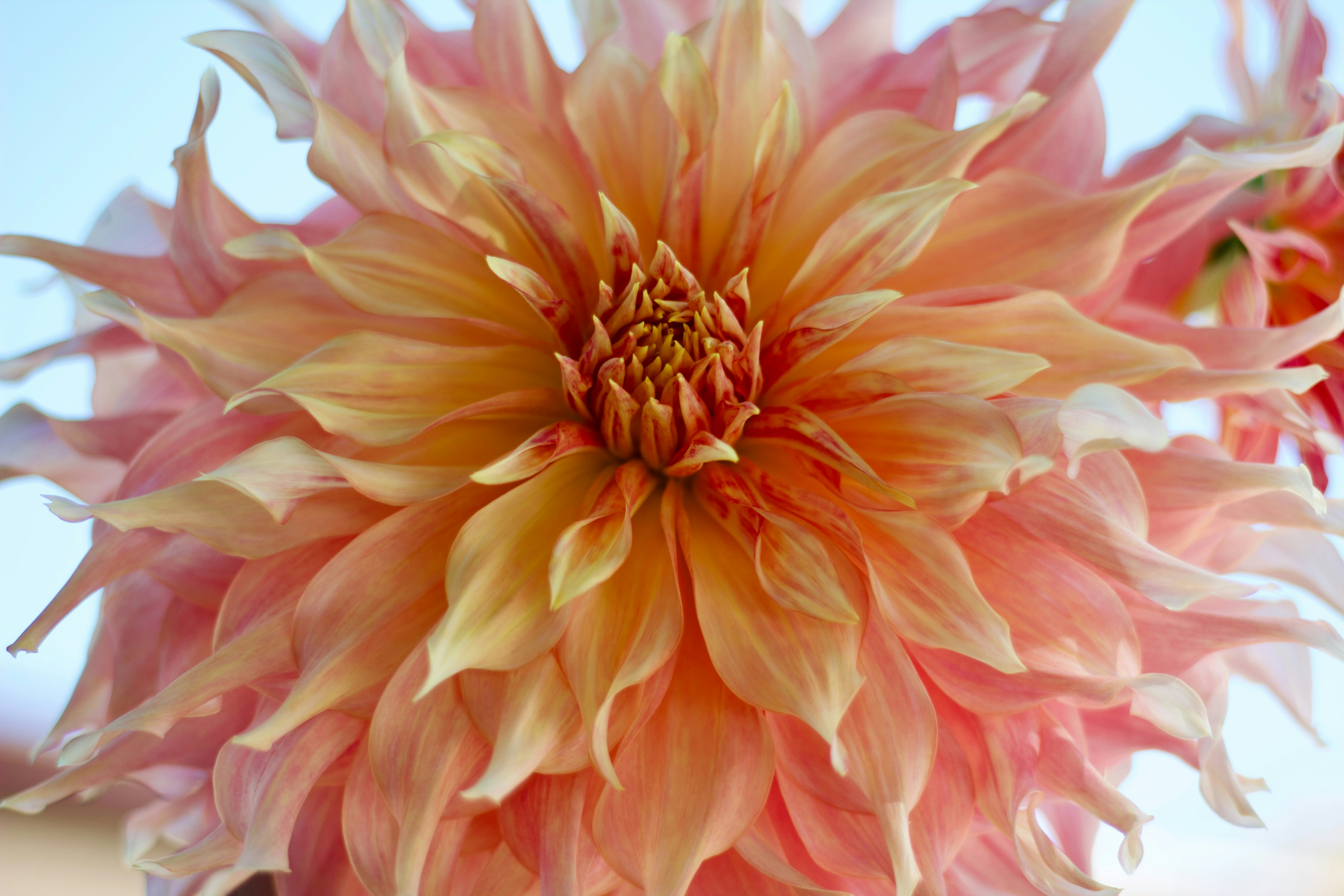 Petals in Portrait: a Coral Dawn flower blooms at center stage