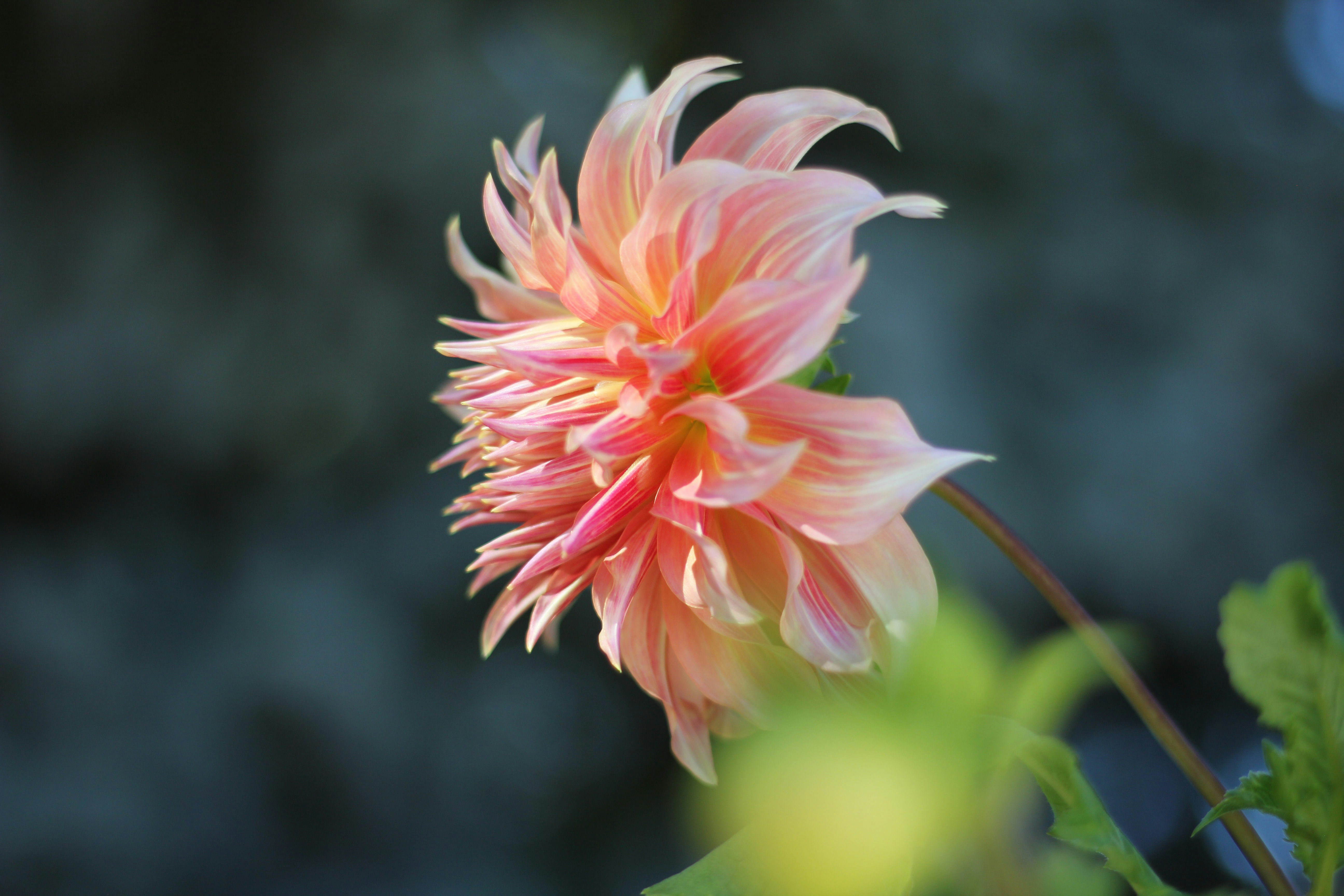 Petal Burst: A coral-hued bloom in sharp focus against a blurred shadowy backdrop