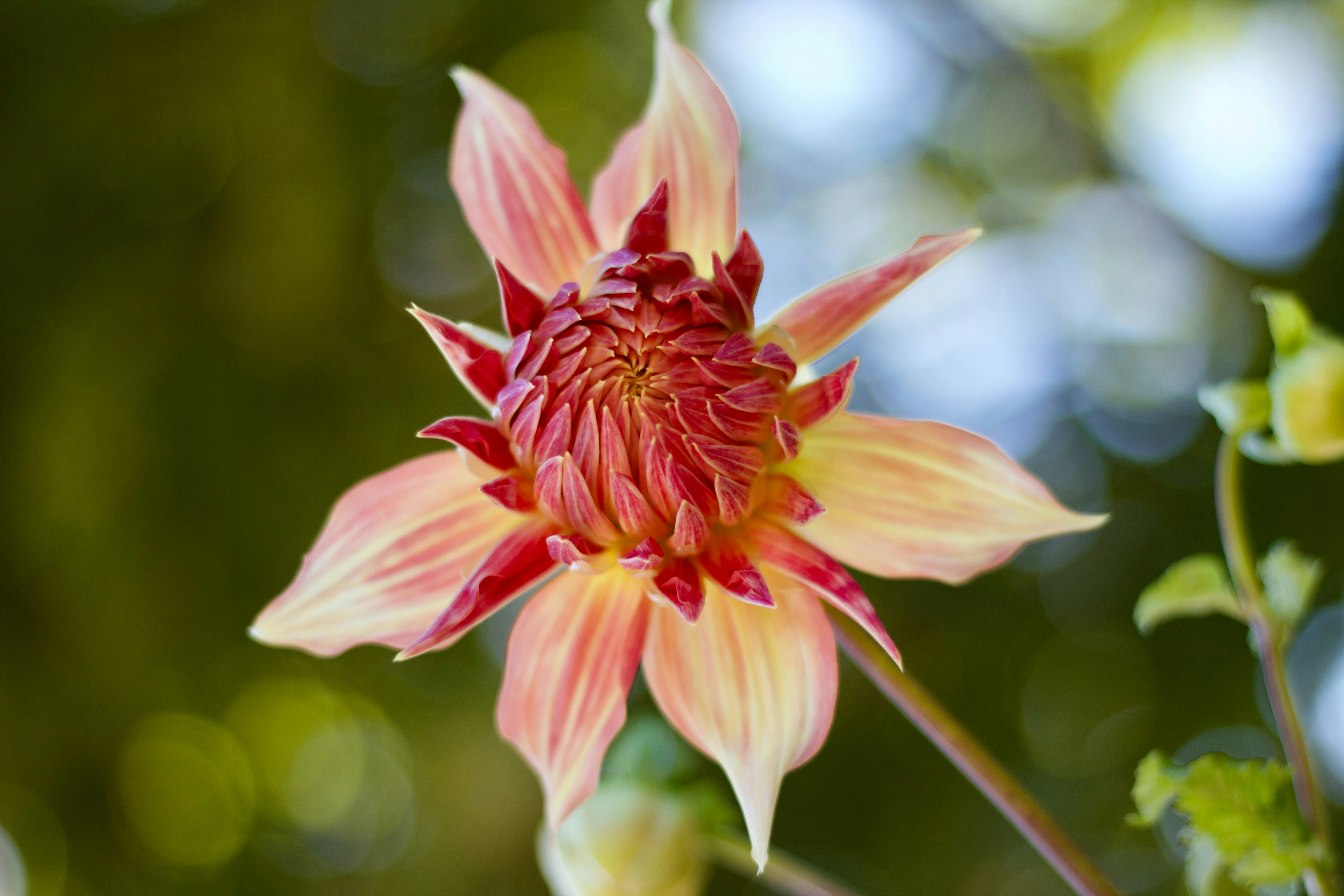 Petaled Ember: A Coral-Centered Bloom in Soft Backlight
