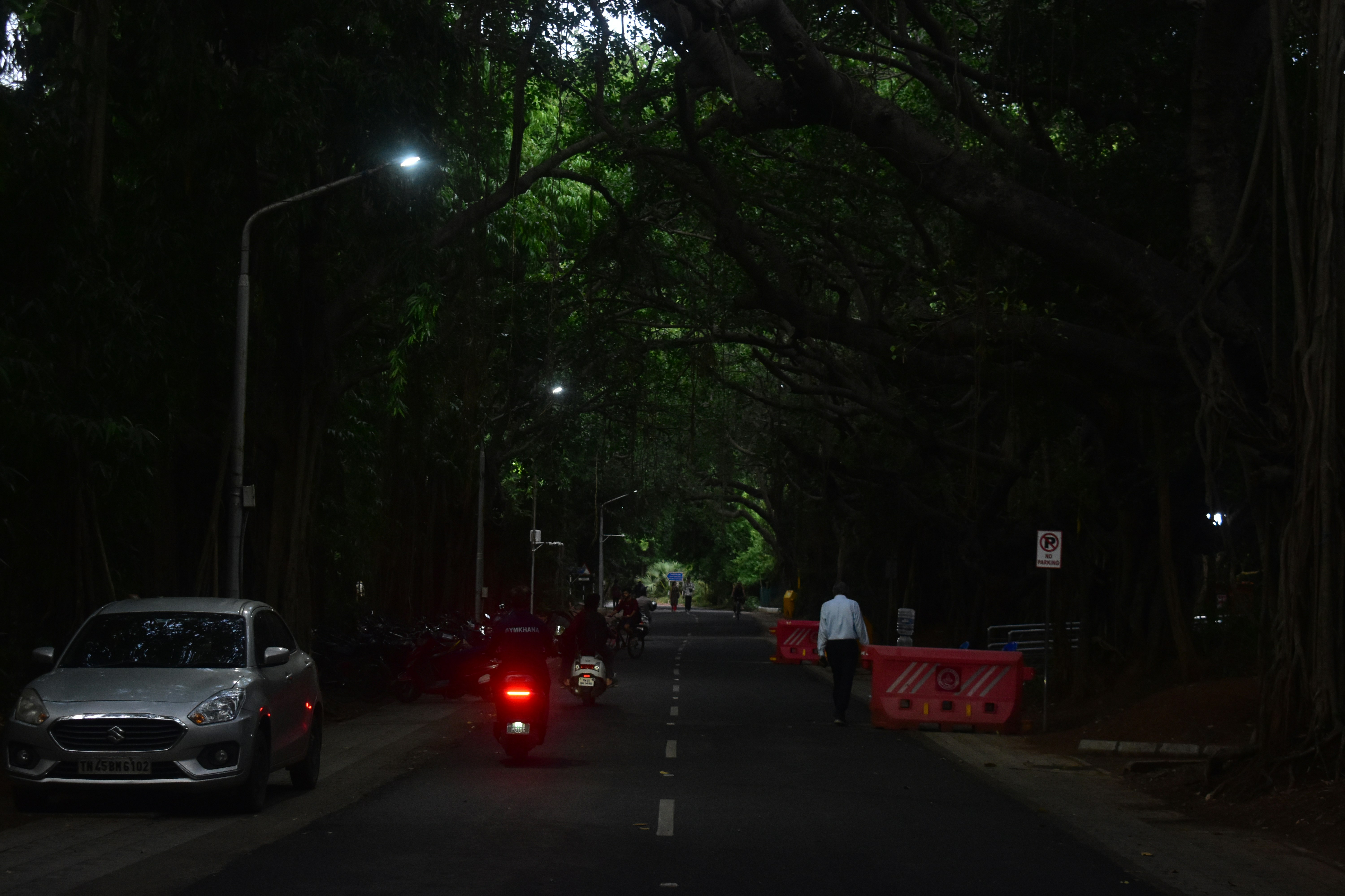 Night Riders on a Tree-Canopied Avenue