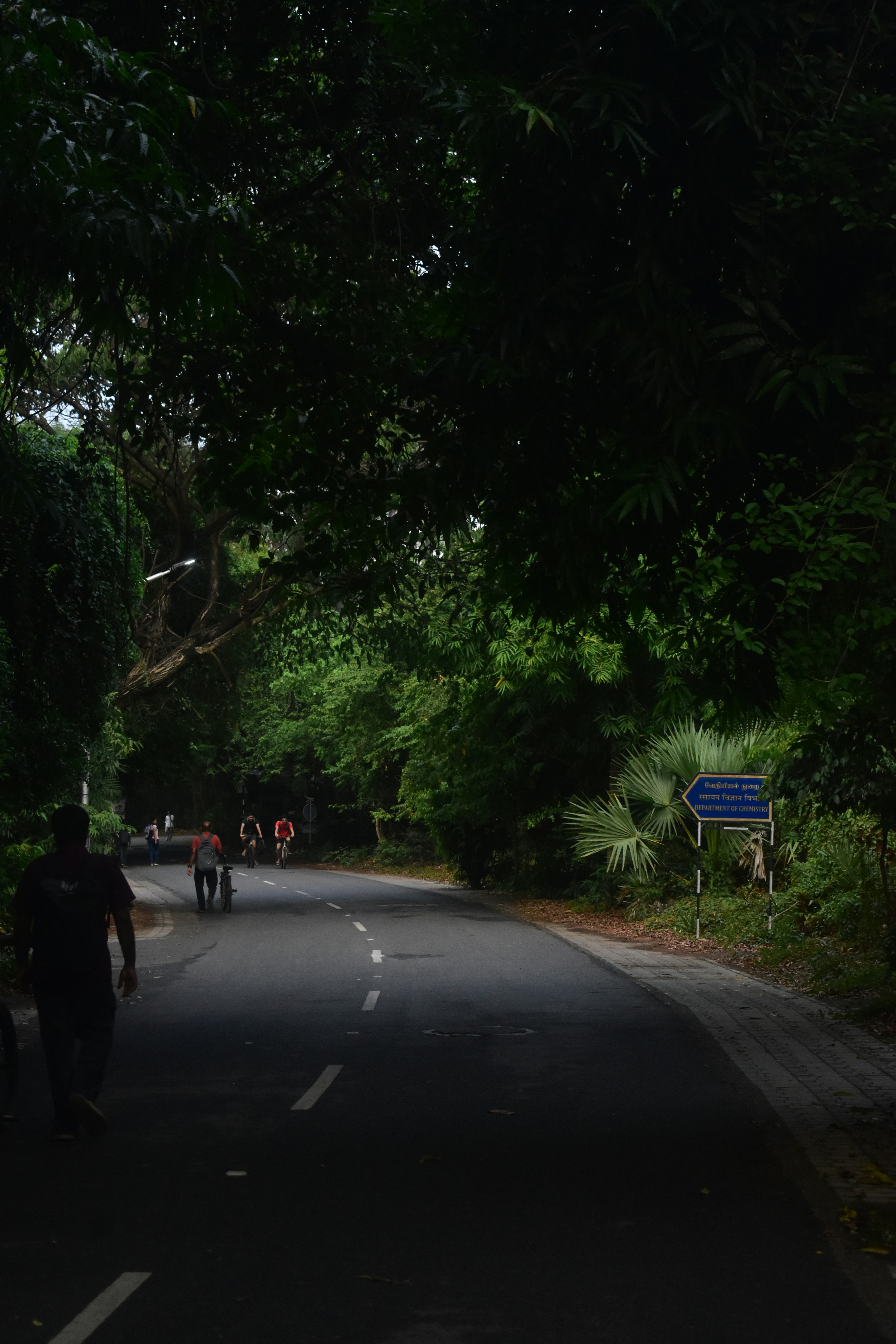 Morning Walk Through a Dappled Forest Road