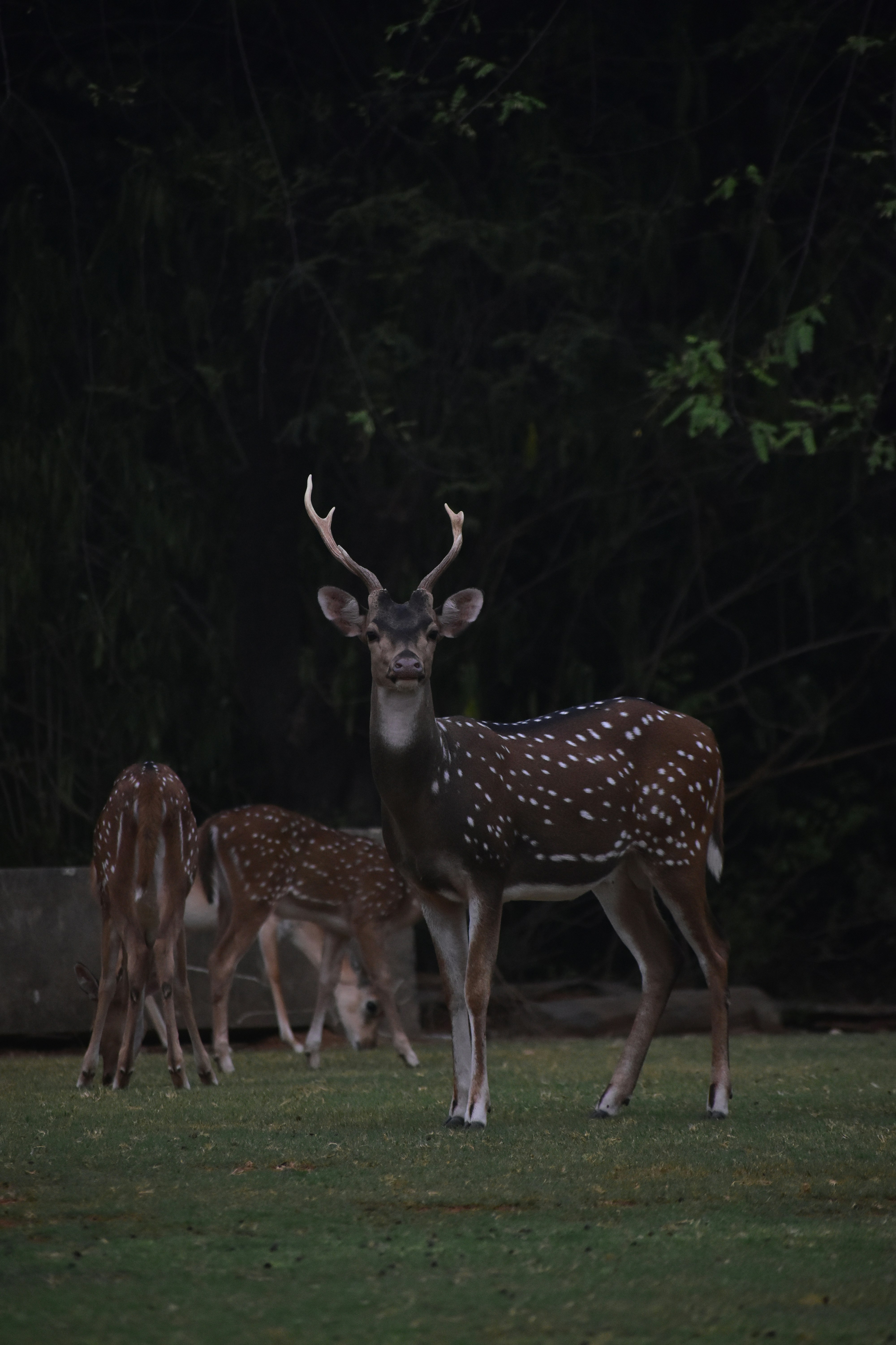 Stately Stag at Dusk: A Quiet Assembly in the Park