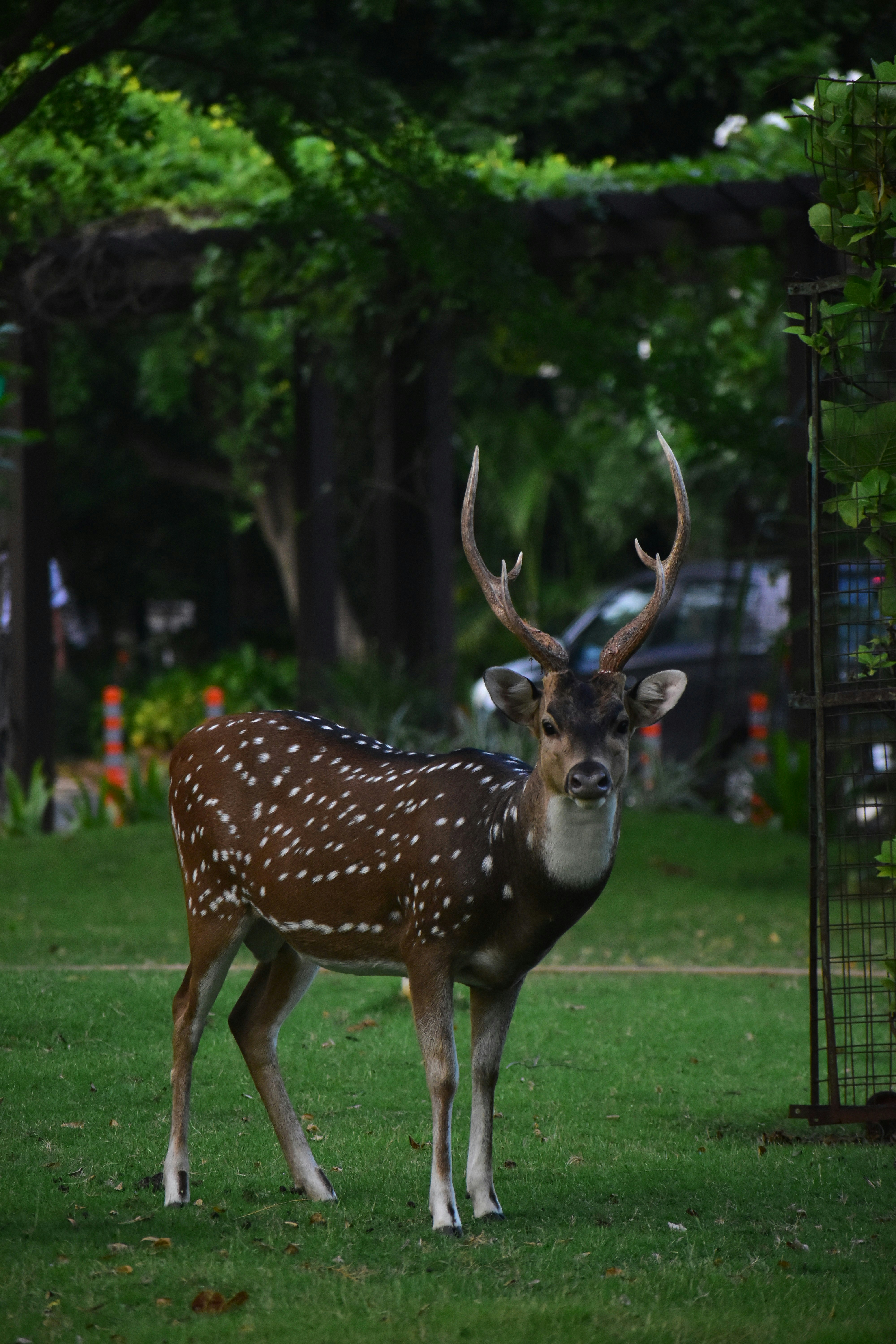 Stately Doe with Antlers in a Quiet Park