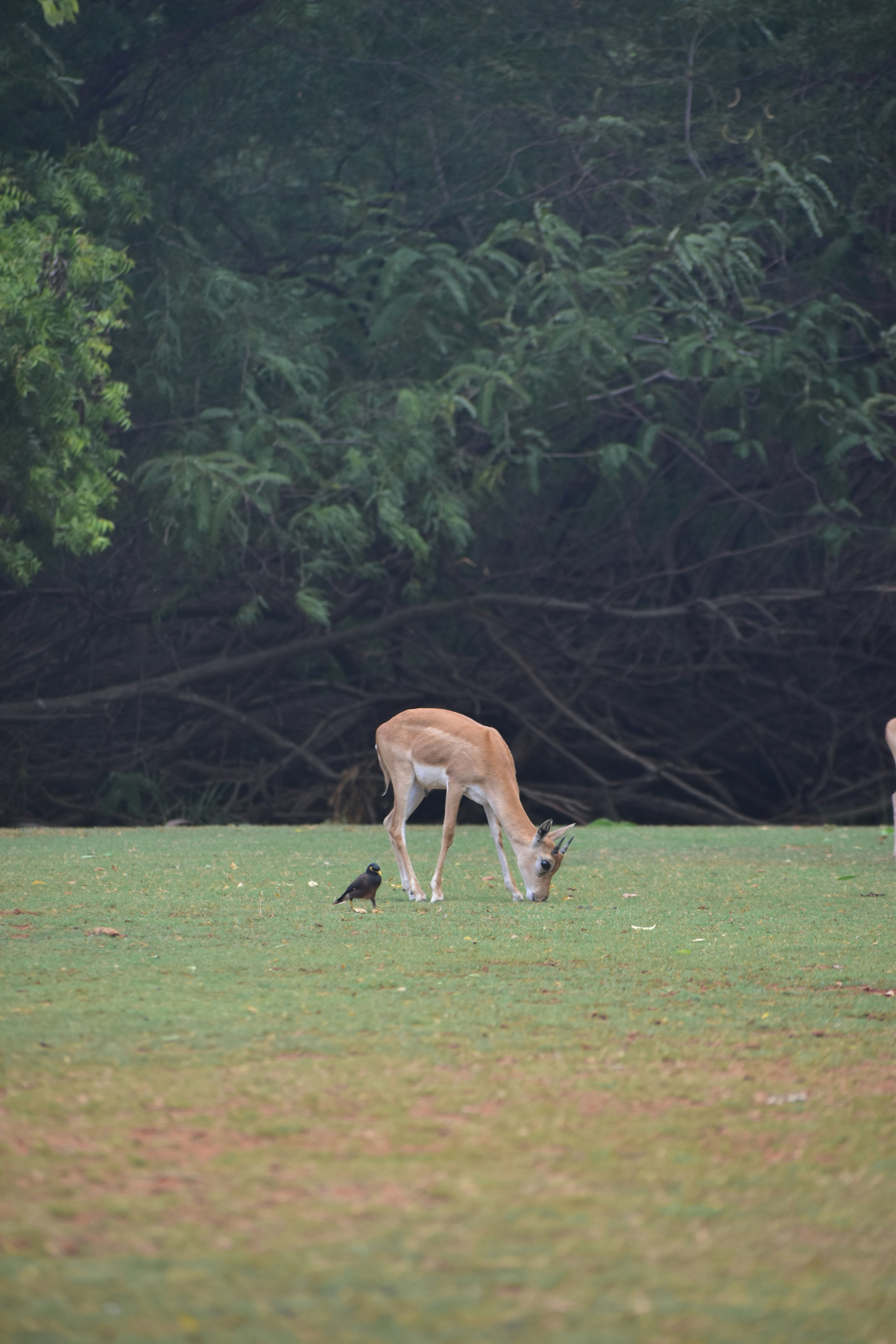Silent Meadow Encounter: Deer and a Curious Crow