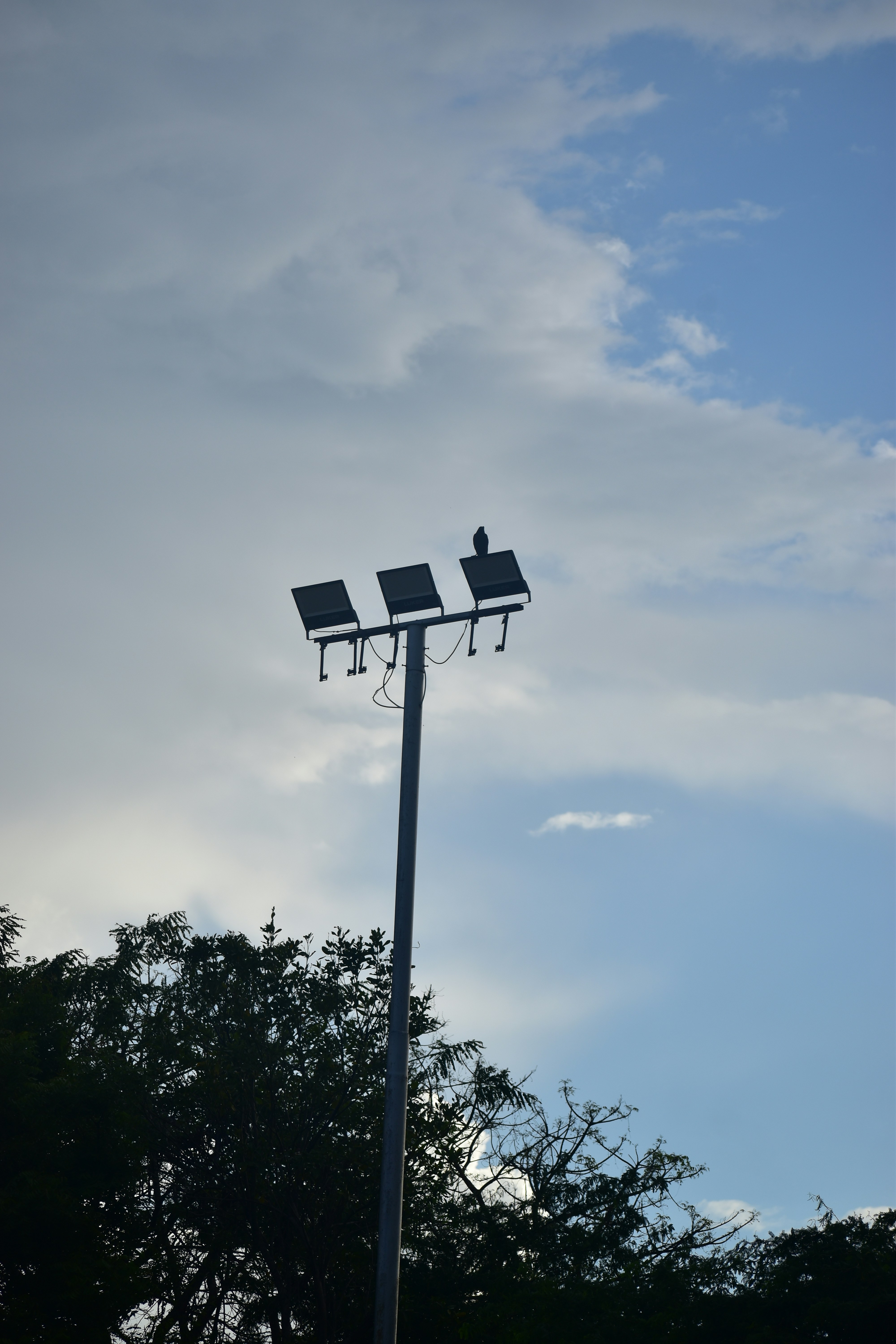 Lone Sentinel: A Spotlight Bird atop the Stadium Lantern